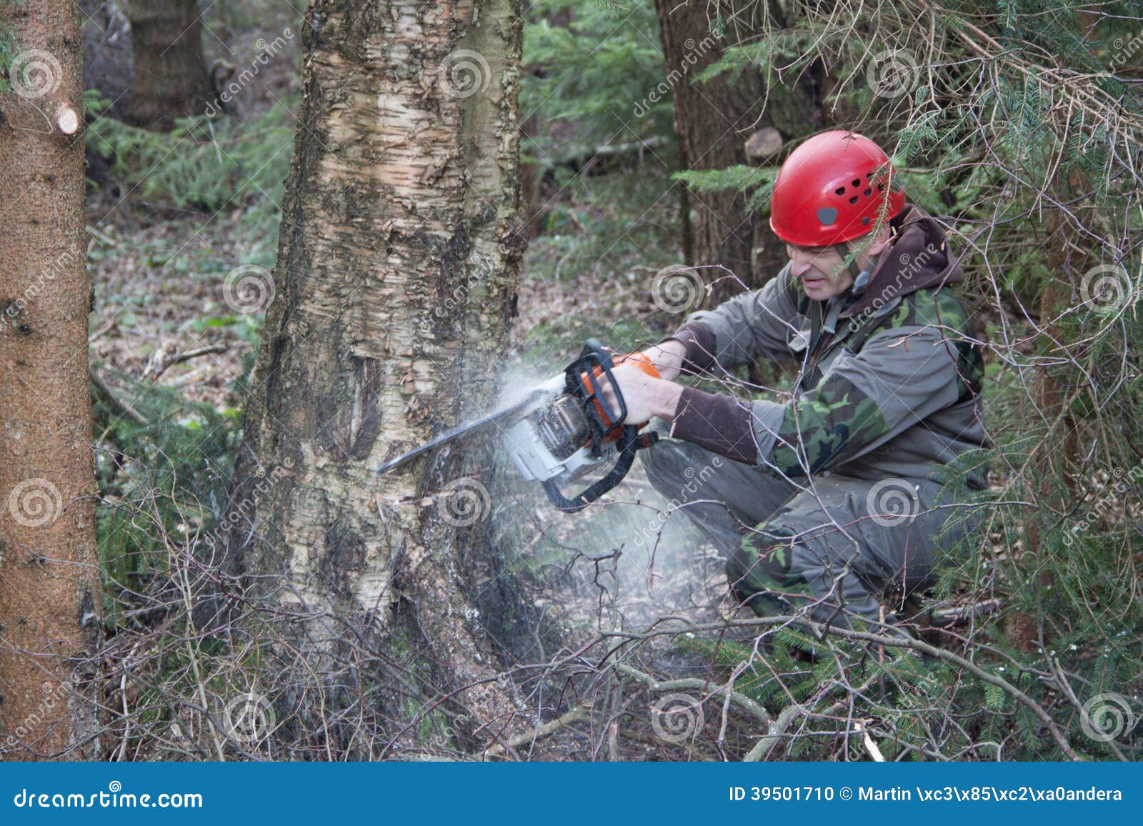 A Lumberjack Working with a Chainsaw Stock Photo - Image of betula ...