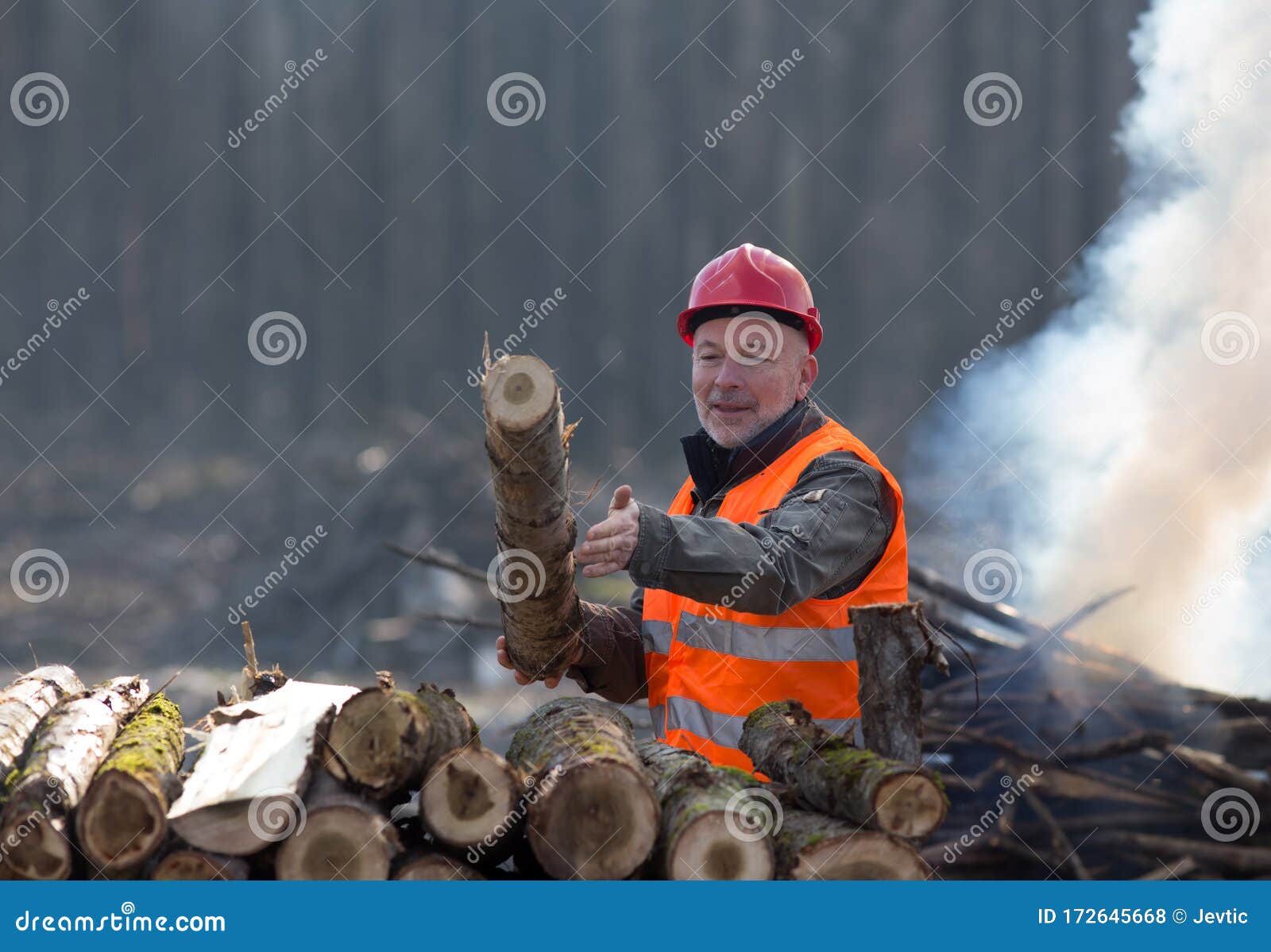 Lumberjack Working in Forest Stock Photo - Image of forest, environment ...