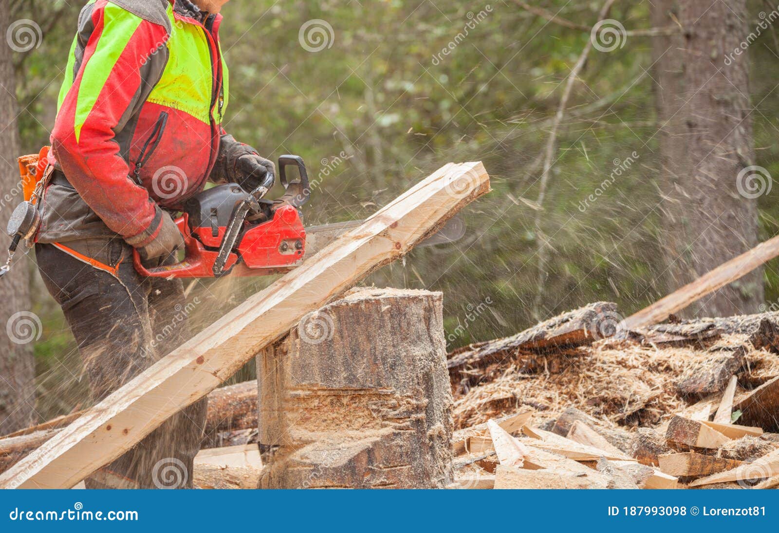 A Lumberjack Working Safely with Chainsaw and Protection Equipment ...
