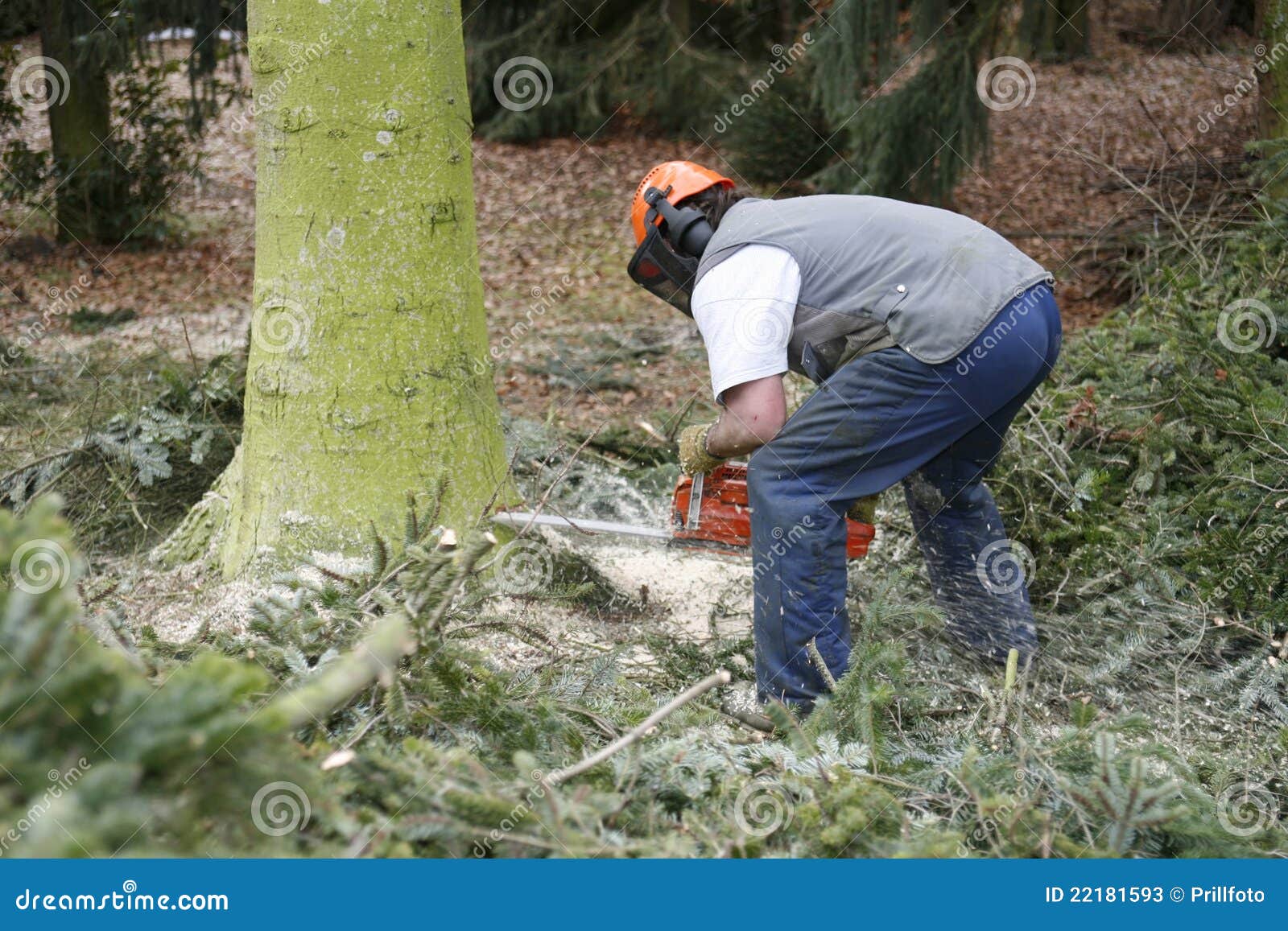 Lumberman at work stock image. Image of shrub, stem, bough - 22181593