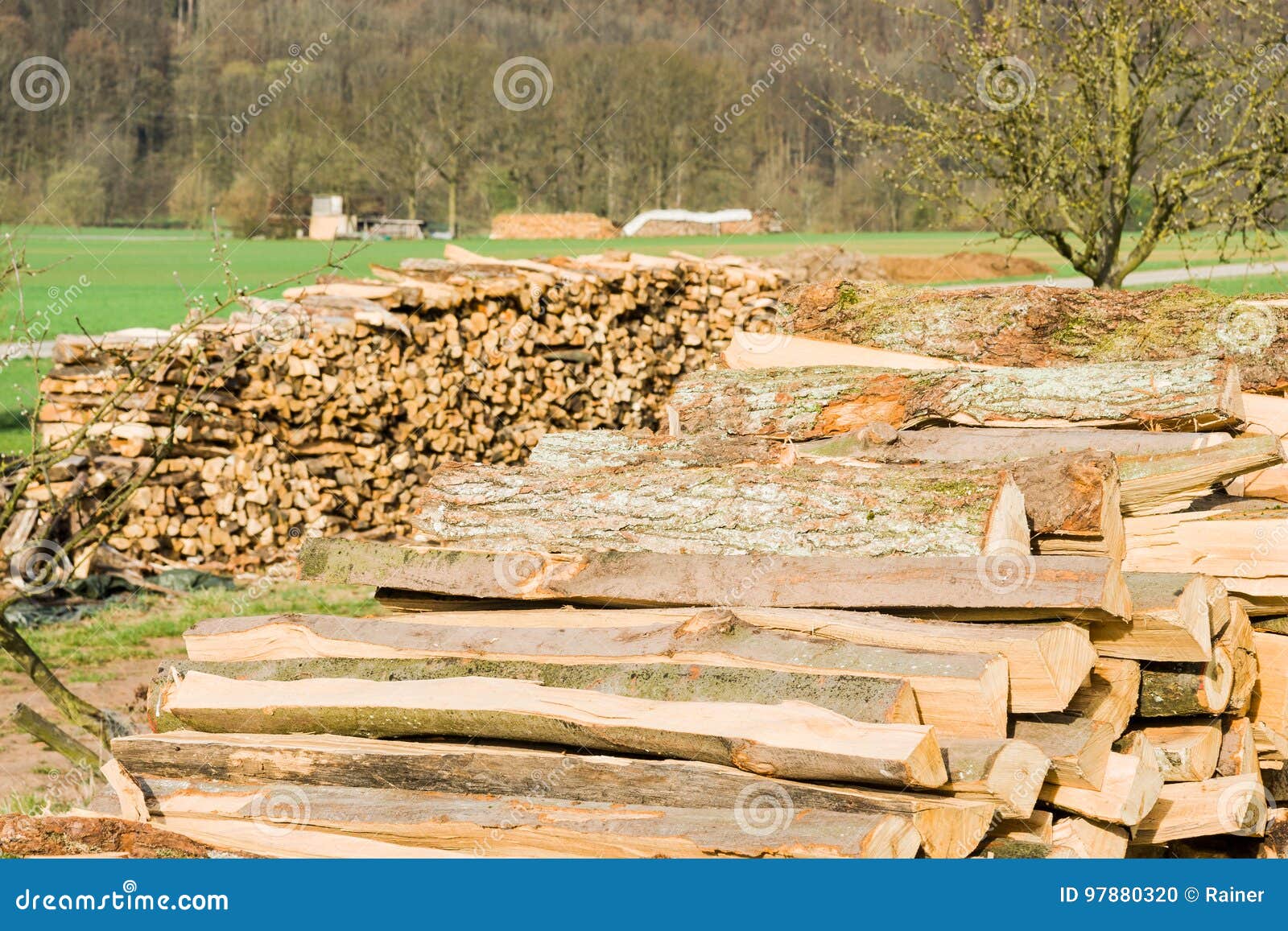 Lumberyard stock photo. Image of cleave, logs, felled - 97880320