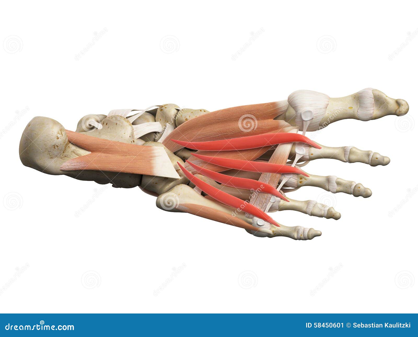 The lumbrical muscles stock illustration. Illustration of lumbrical ...