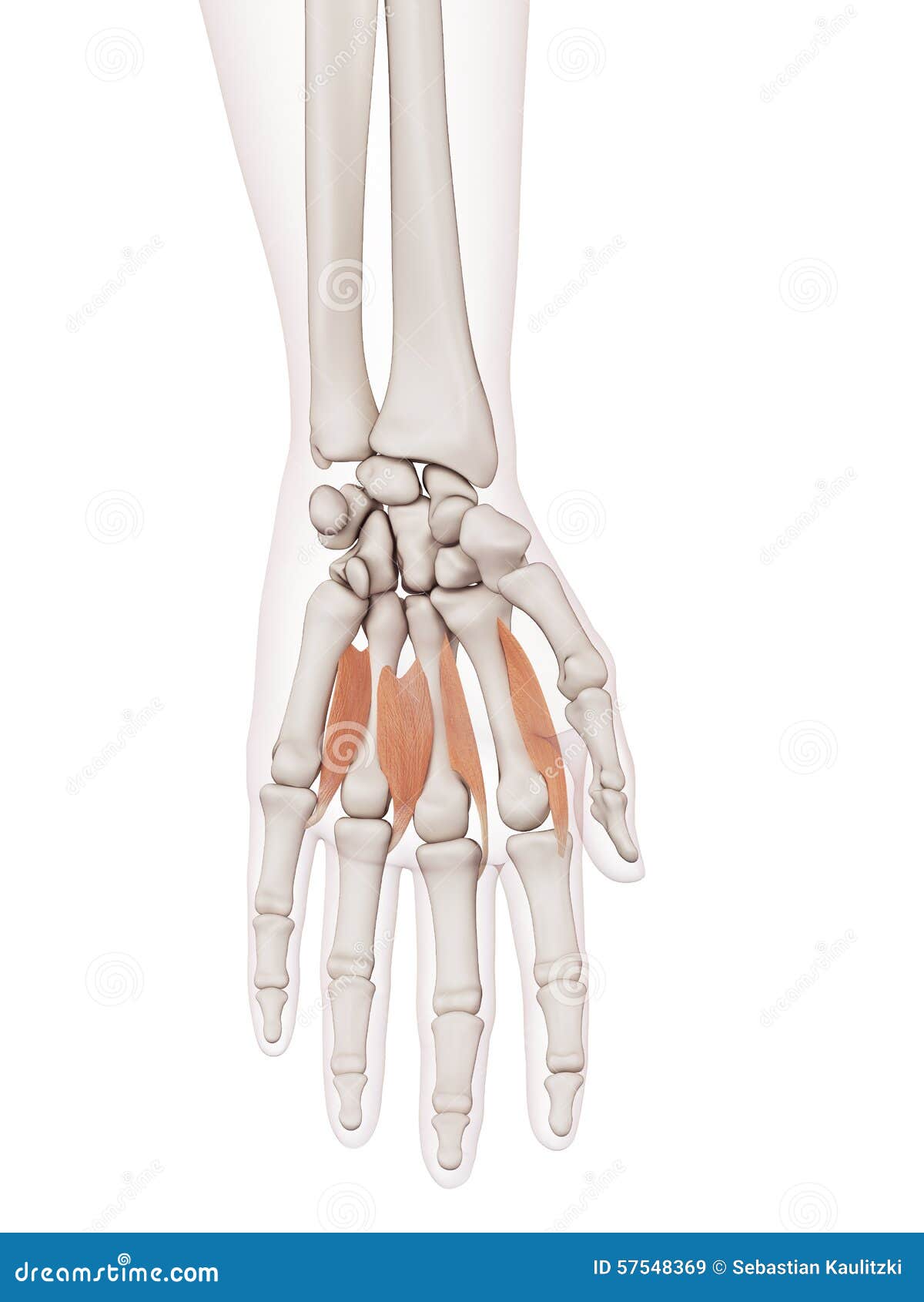 The lumbrical muscles stock illustration. Illustration of human - 57548369