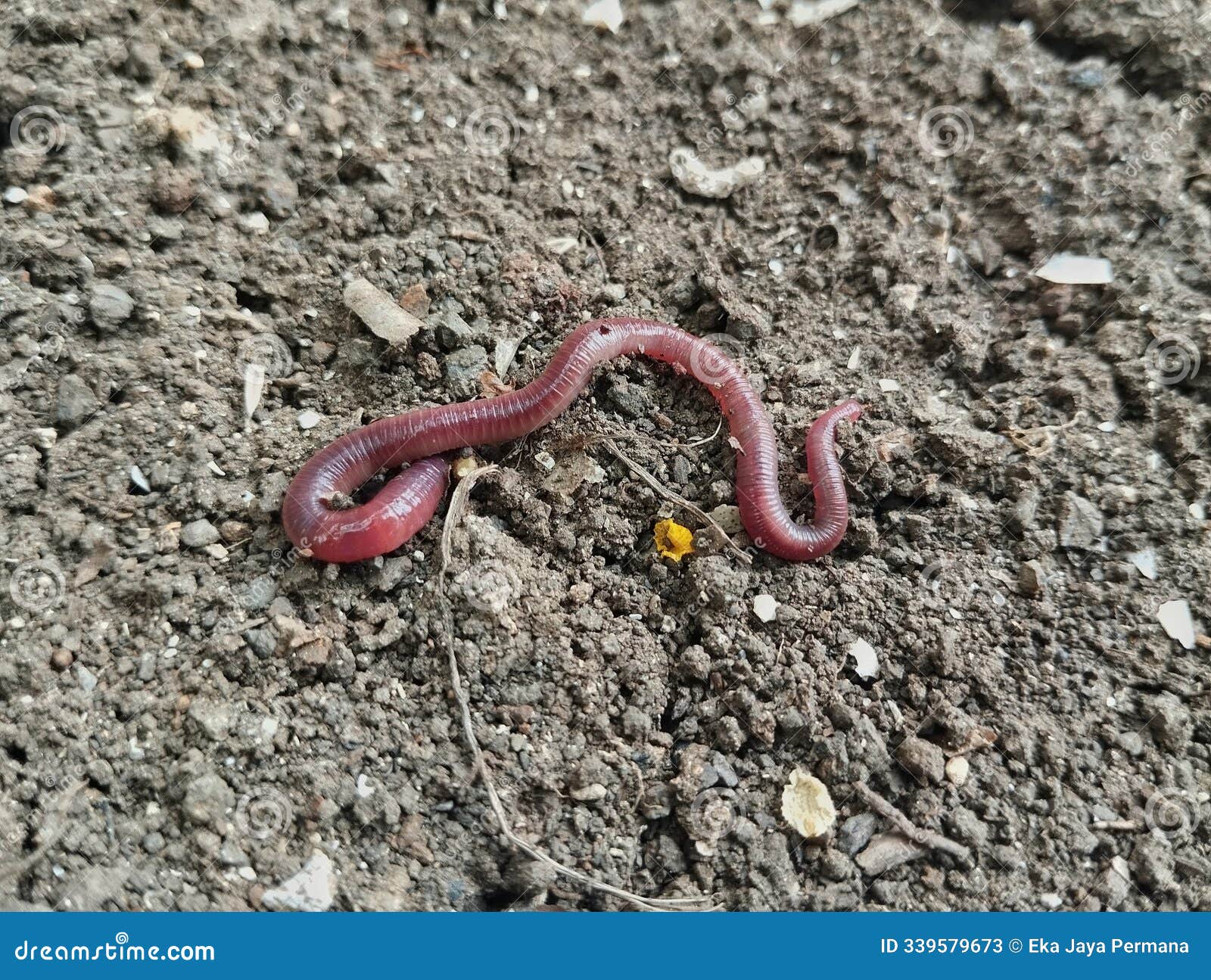 Lumbricus Rubellus Earthworms are Walking on the Surface of the Soil ...