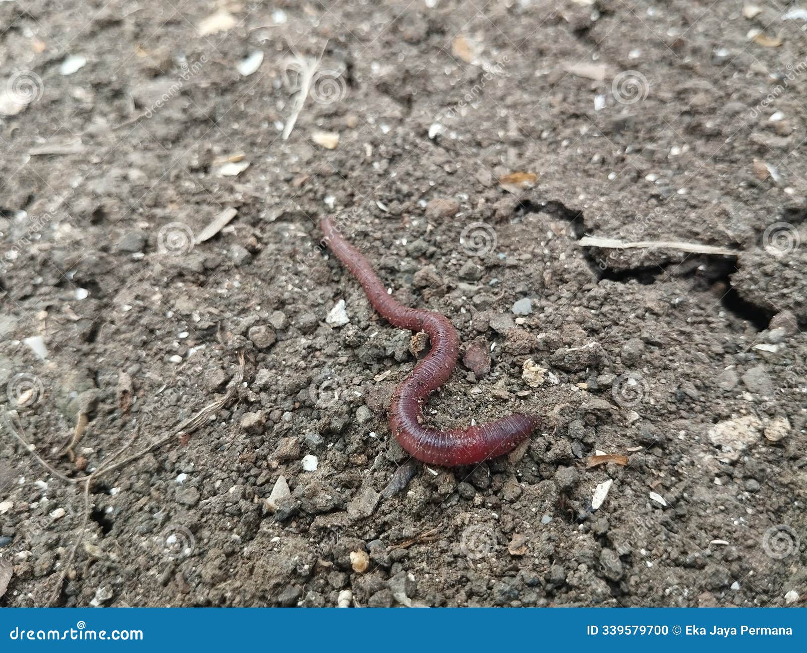 Lumbricus Rubellus Earthworms are Walking on the Surface of the Soil ...