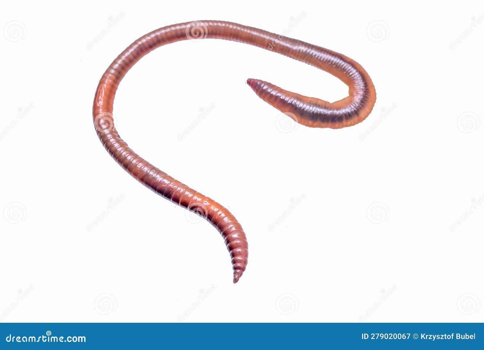 Lumbricus Terrestris on a White Isolated Background Stock Image - Image ...