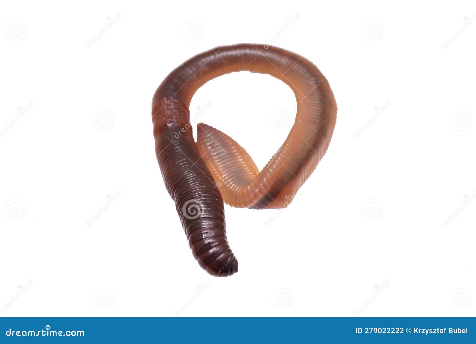 Lumbricus Terrestris on a White Isolated Background Stock Photo - Image ...