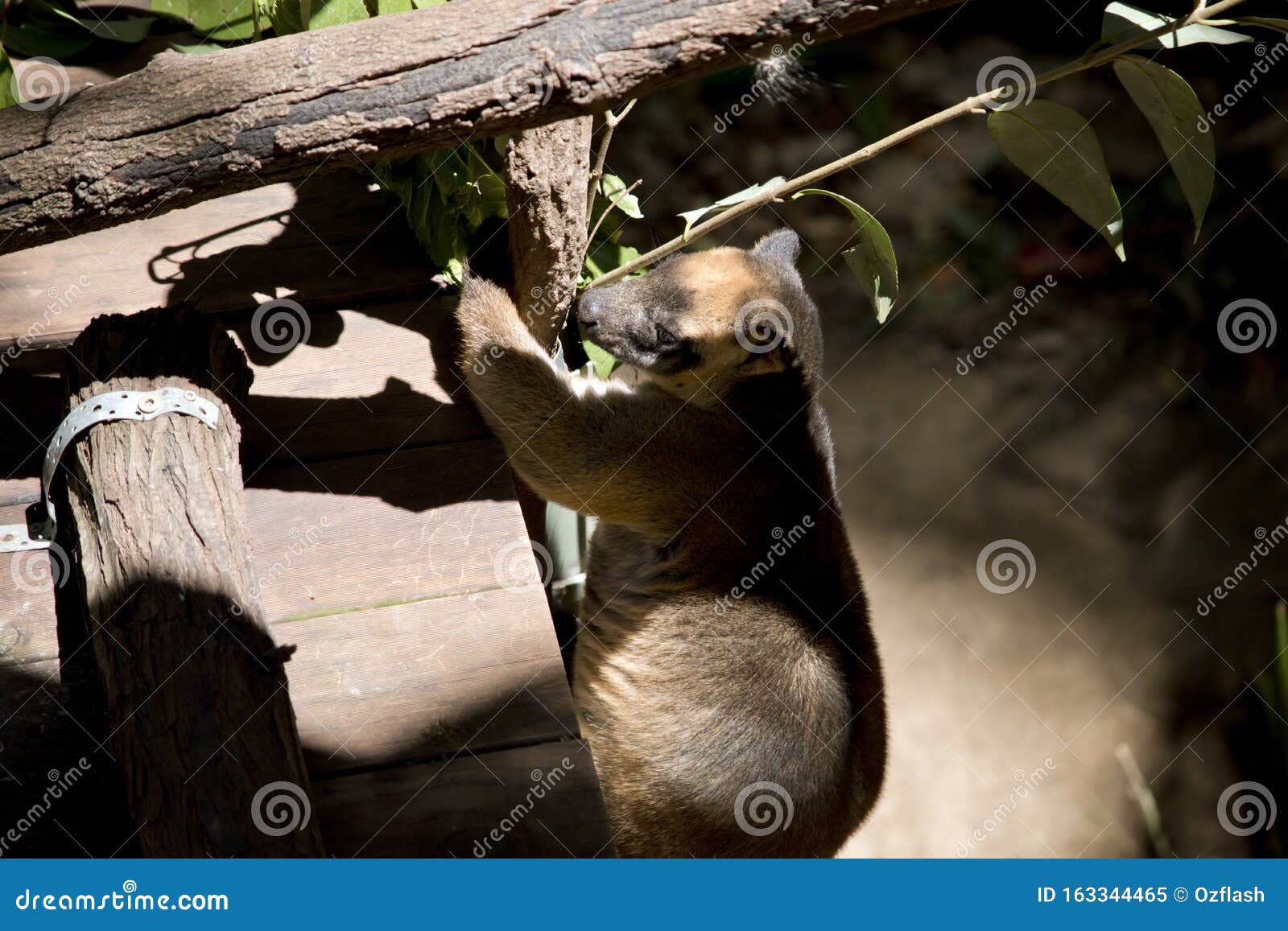 The Lumholtz Tree Kangaroo is Climbing Stock Image - Image of kangaroo ...