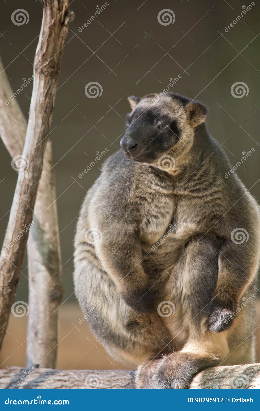 The Lumholtz Tree Kangaroo Is Climbing Royalty-Free Stock Photo ...