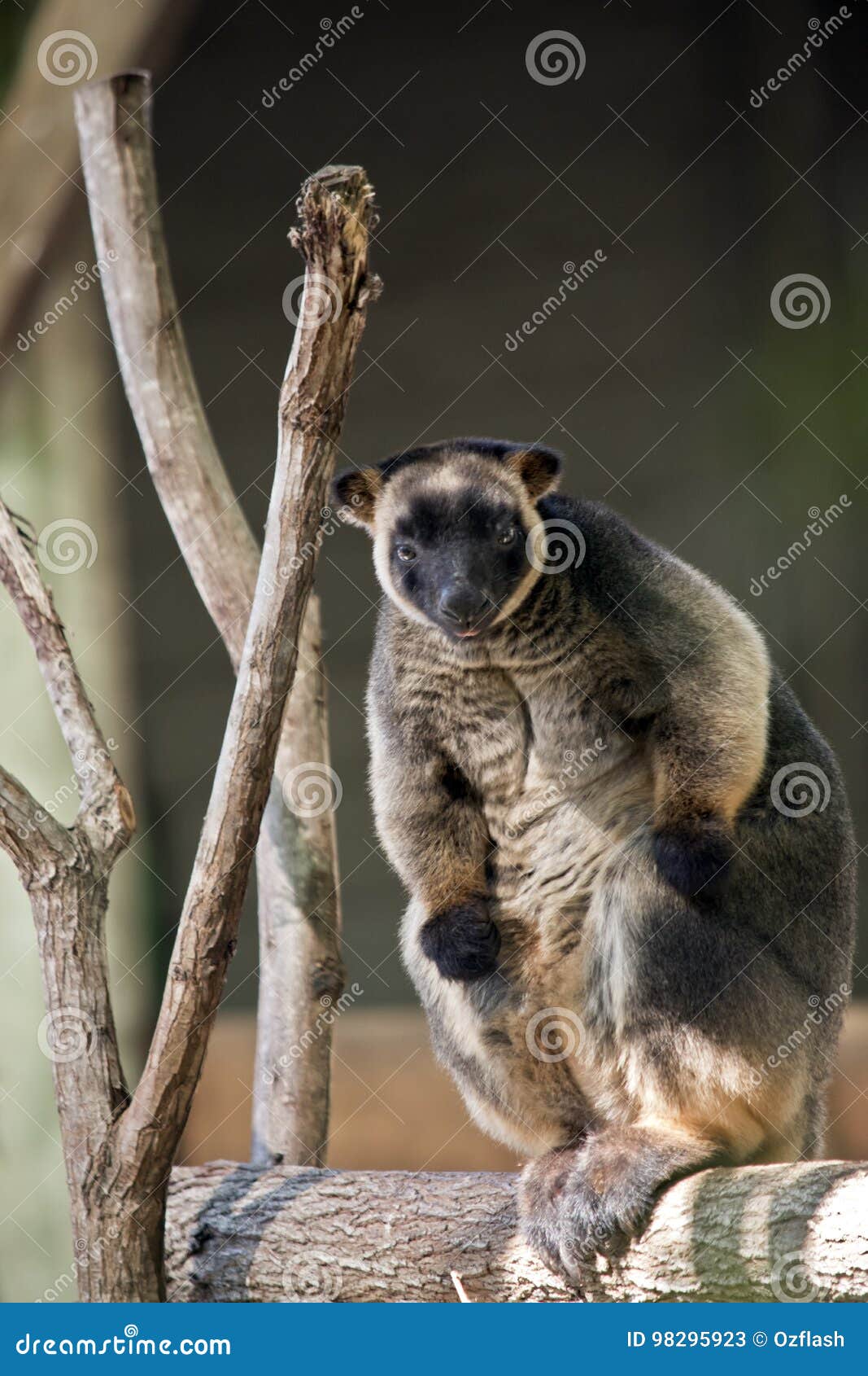 Lumholtz Tree-kangaroo stock image. Image of long, lumholtz - 98295923