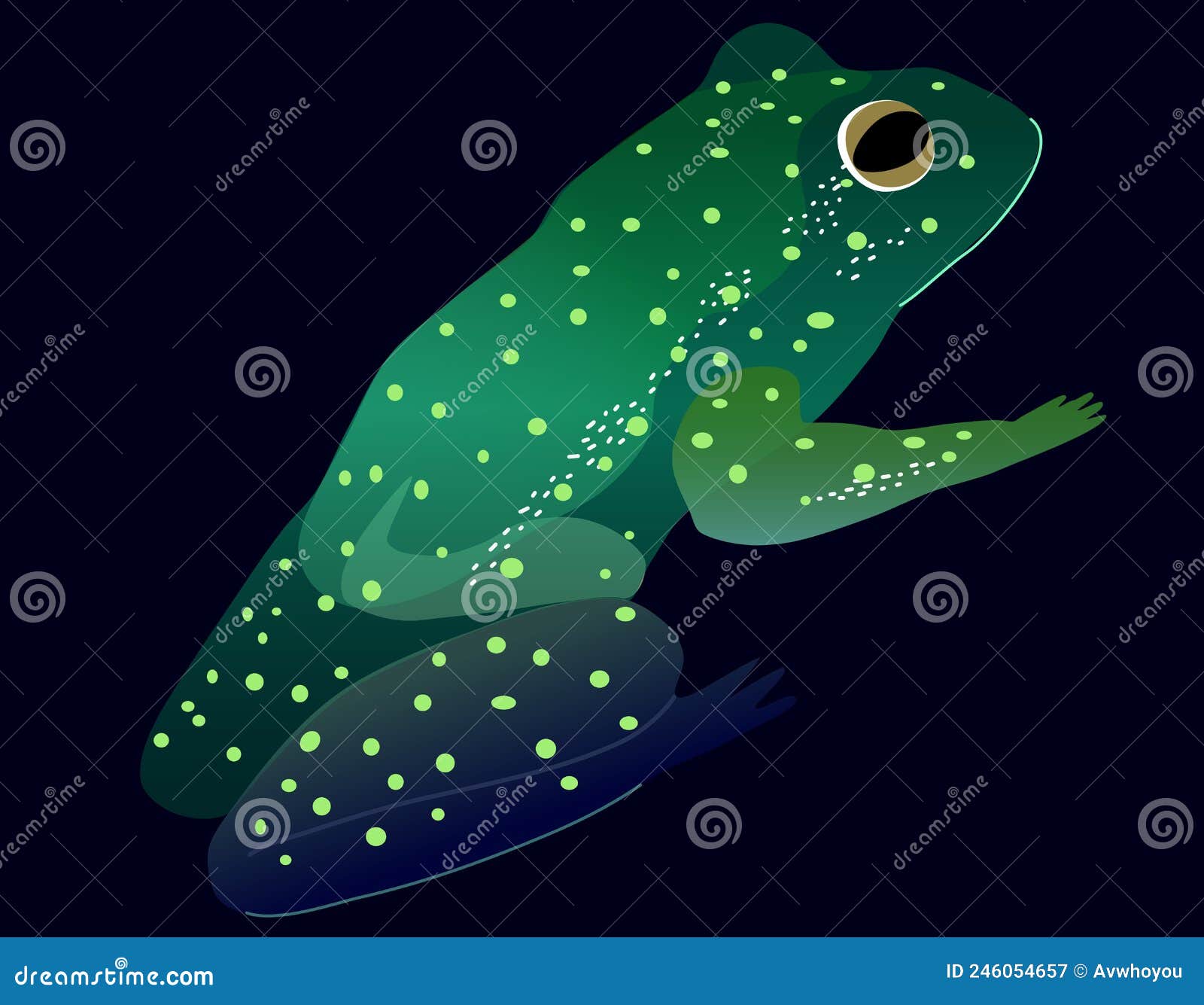 Amazing Translucent Spotted Glass Frog Stock Image - Illustration of ...