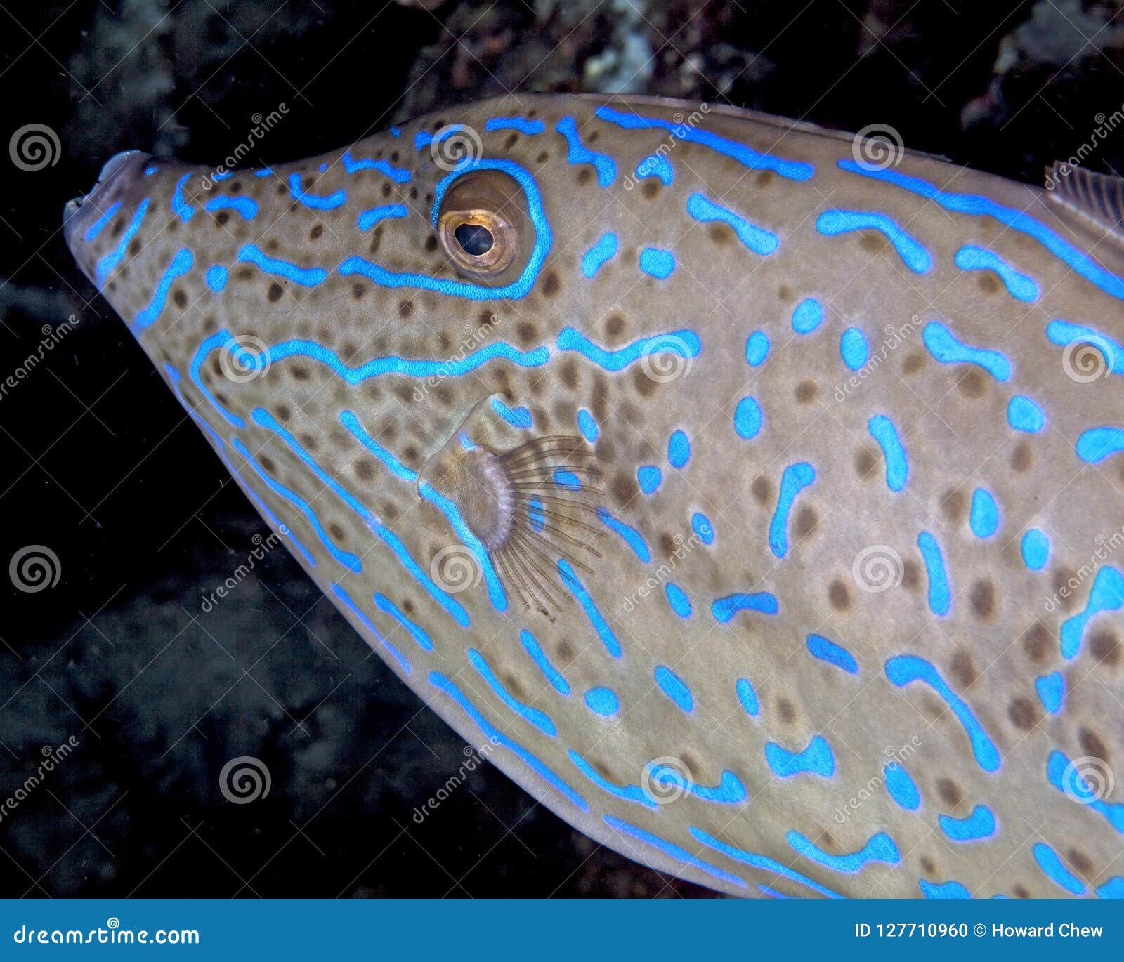 Luminescent Pattern of a Scribbled Filefish Stock Photo - Image of ...