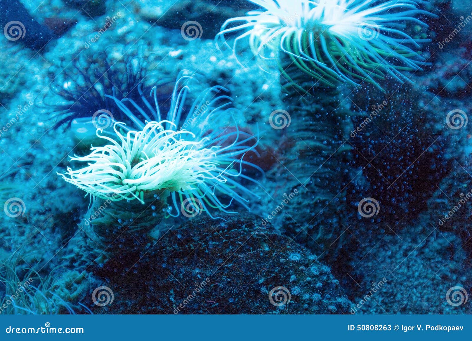 Luminous algae stock image. Image of coral, marine, fauna - 50808263