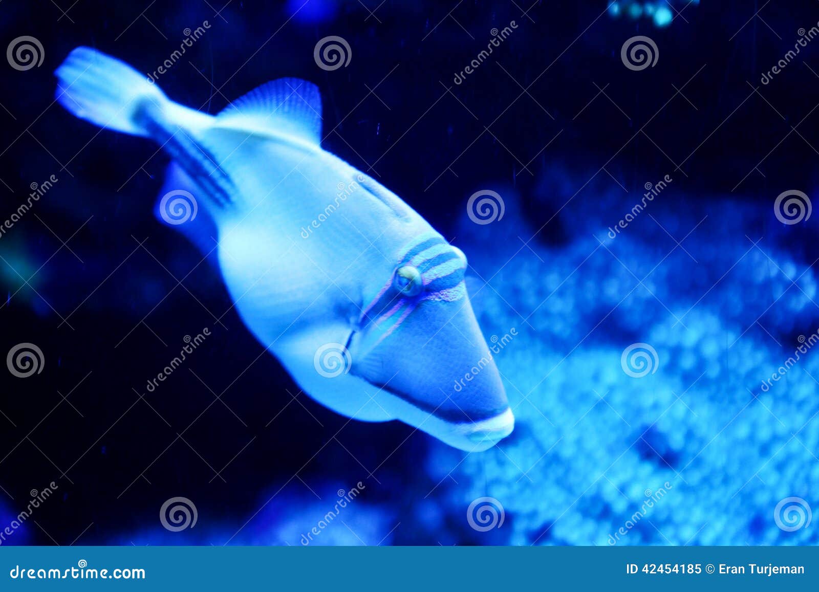 Luminous Blue Fish Swimming Underwater Stock Image - Image of coral ...