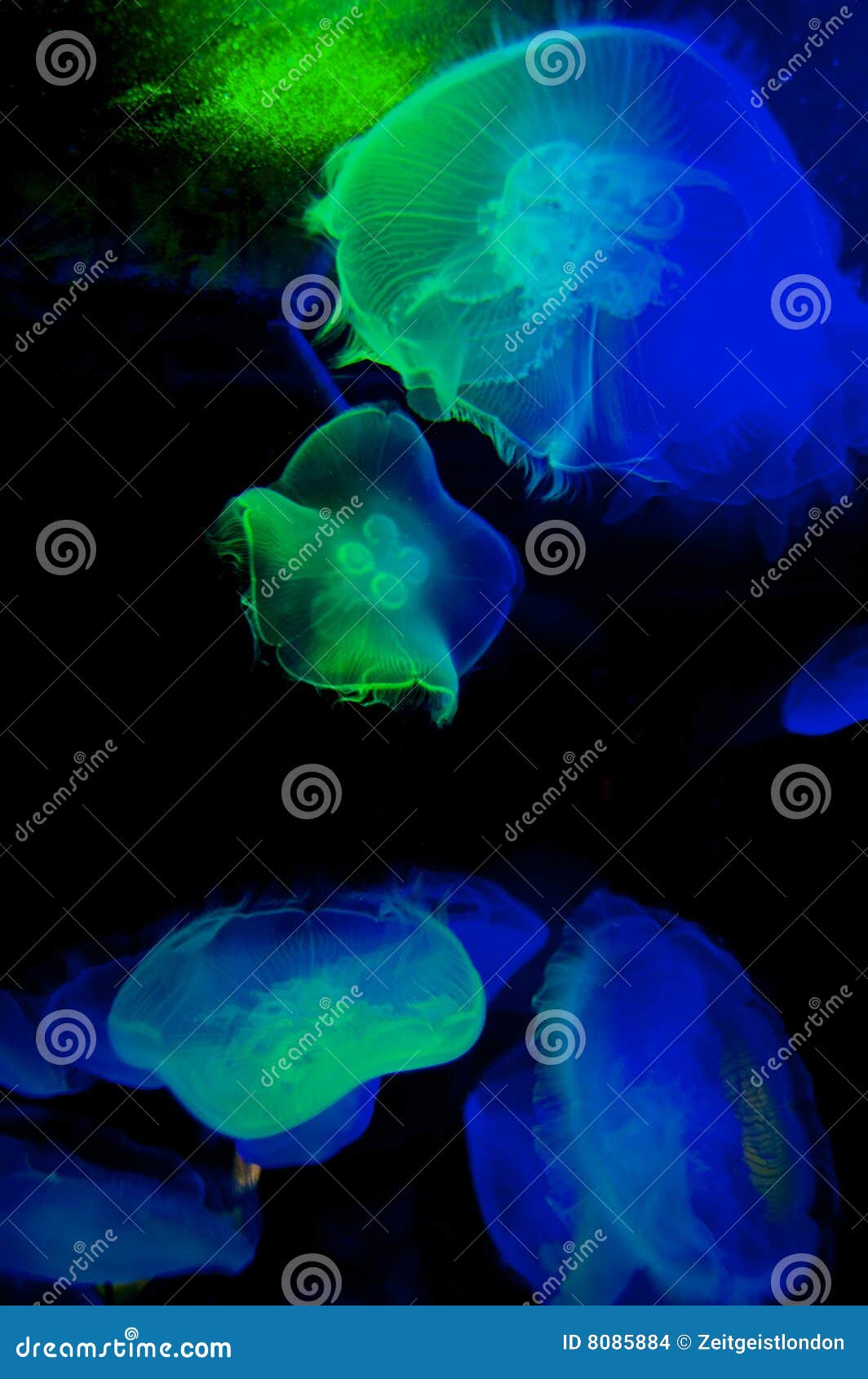 Luminous jellyfish stock photo. Image of glowing, fish - 8085884