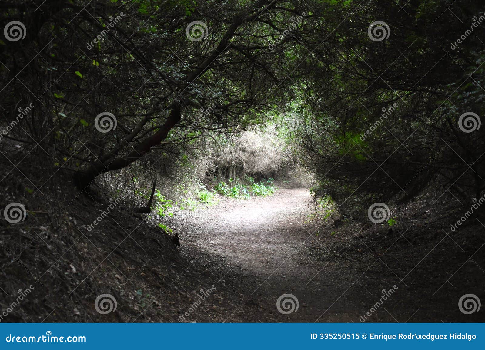 Luminous Canopy: Step Into The Enchanting Glow Of The Bioluminescent ...