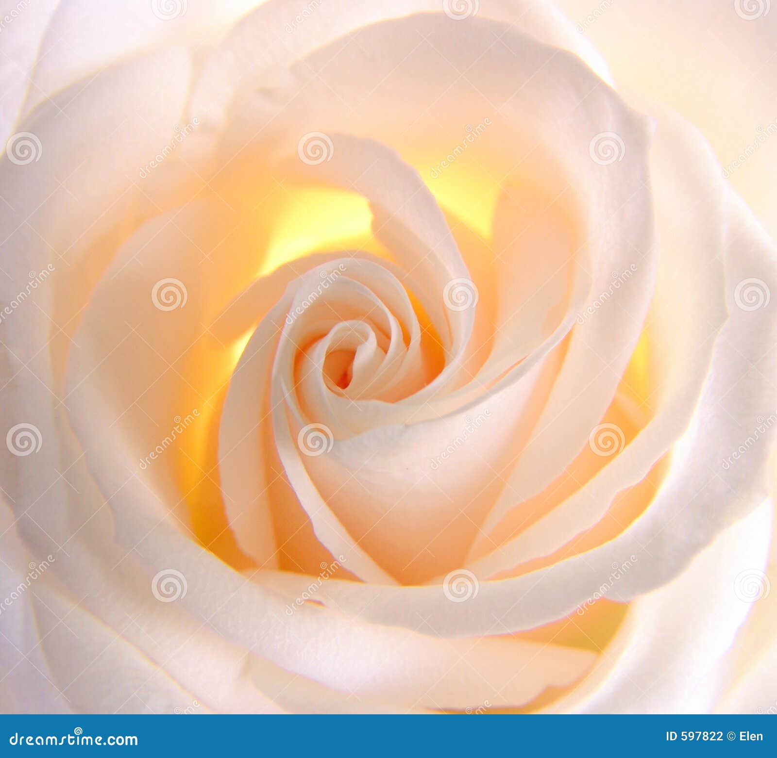 Luminous rose stock photo. Image of card, flowers, glow - 597822