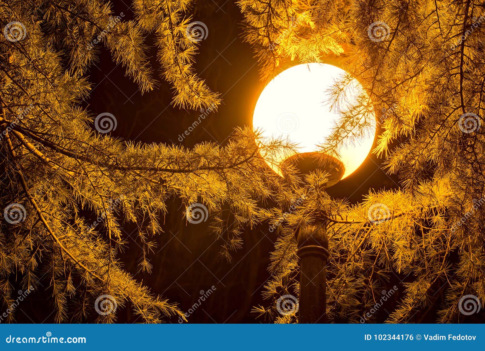 Luminous Street Light and Conifer at Night Stock Photo - Image of ...