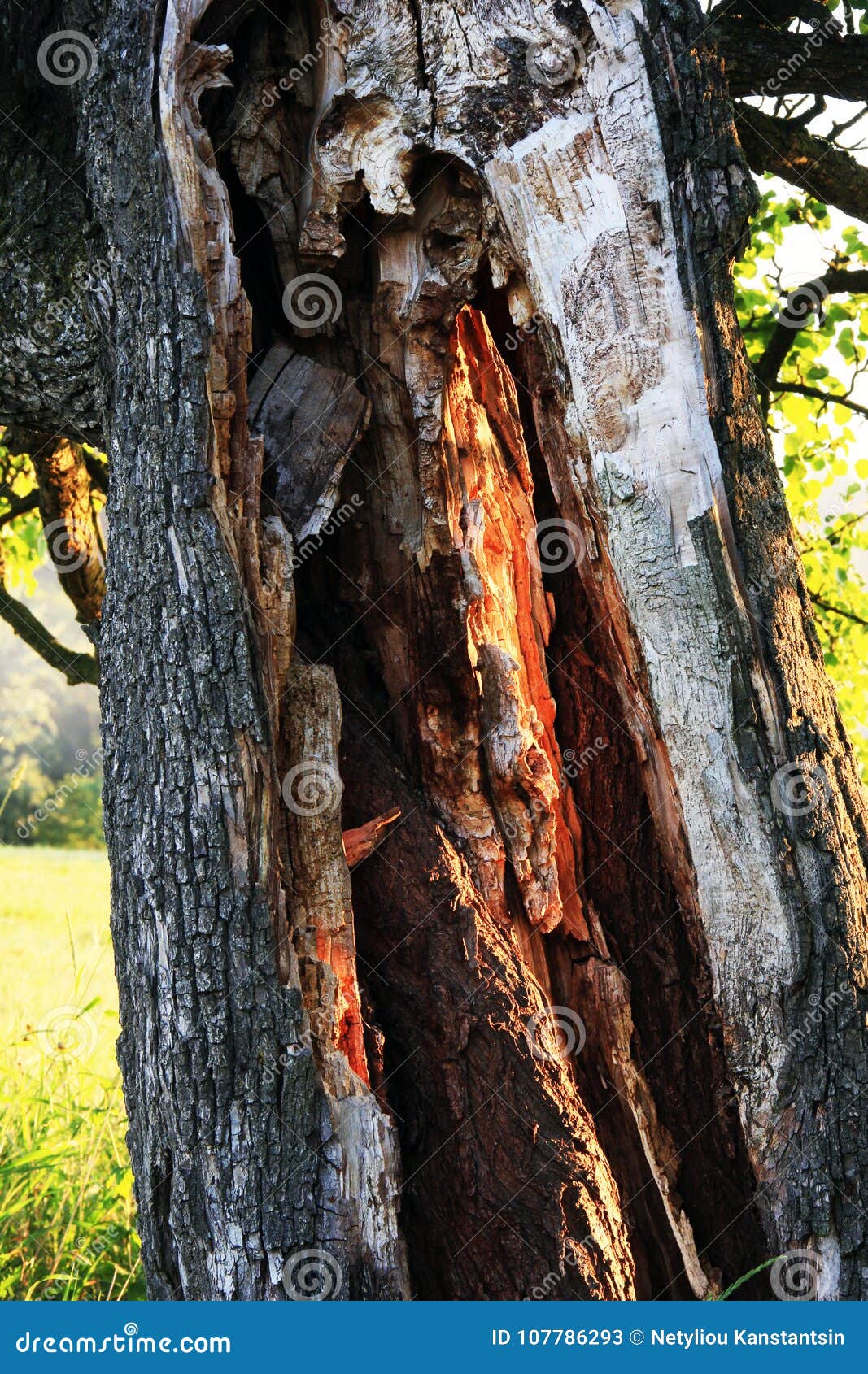 Luminous tree stock image. Image of trunk, cracked, gift - 107786293