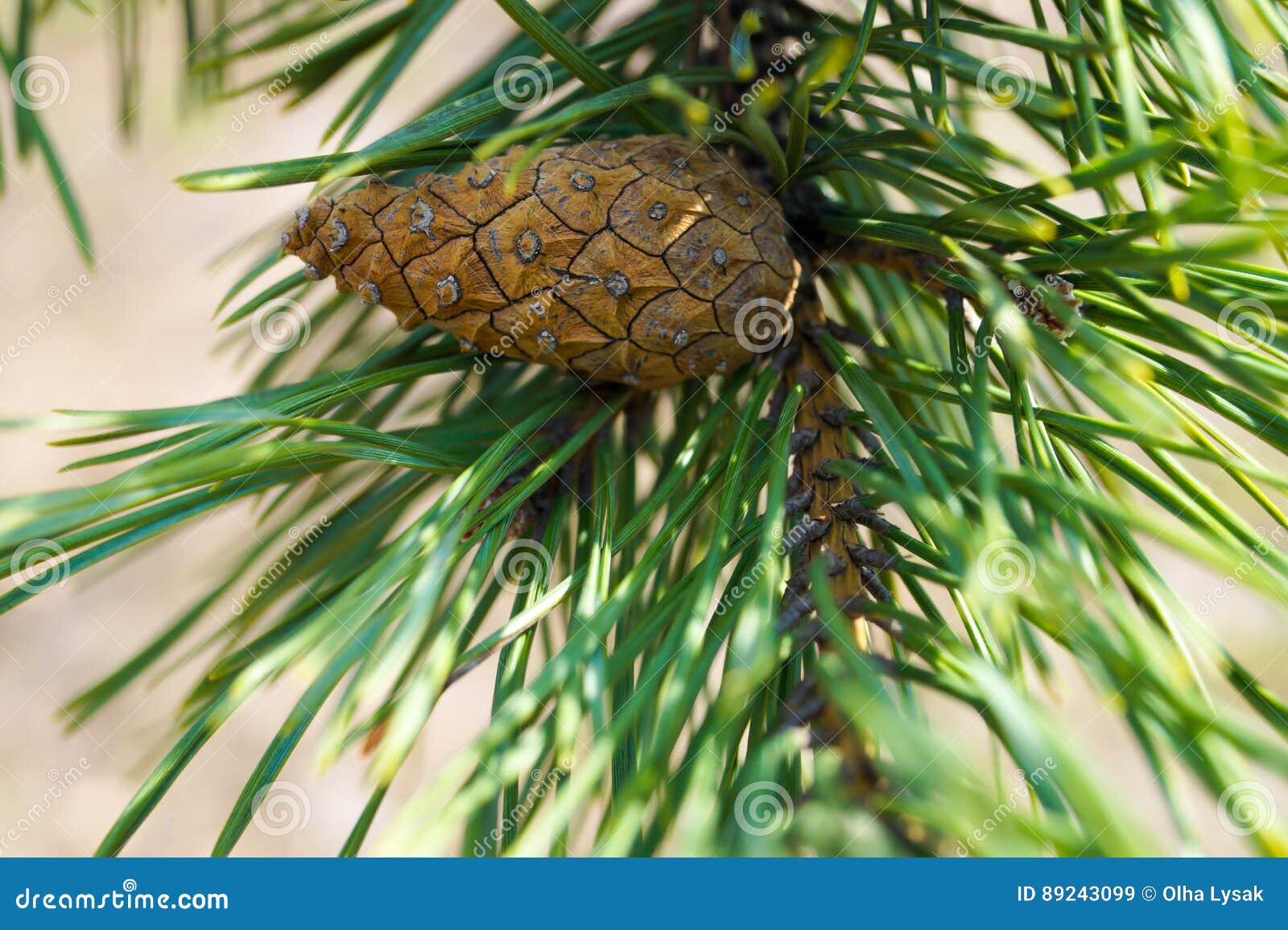 Lump on the Branch of an Evergreen Pine Stock Image - Image of prickly ...