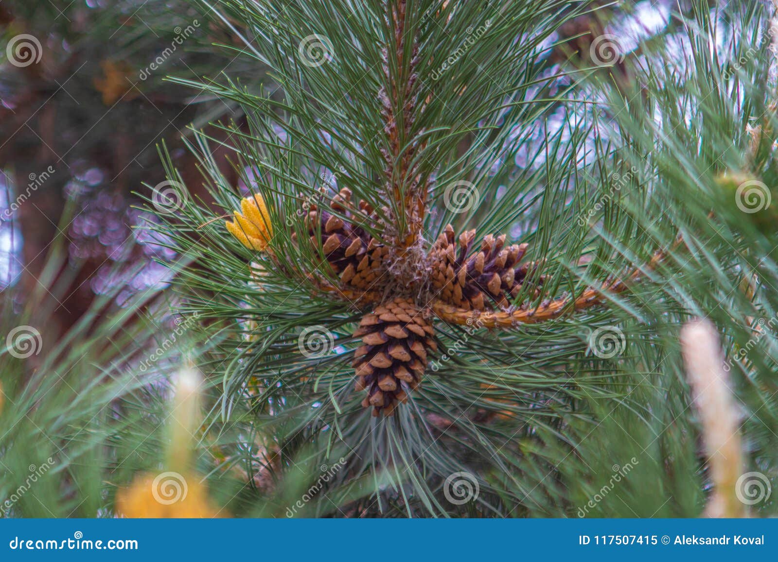 Lump on the branches stock image. Image of conifer, coniferous - 117507415