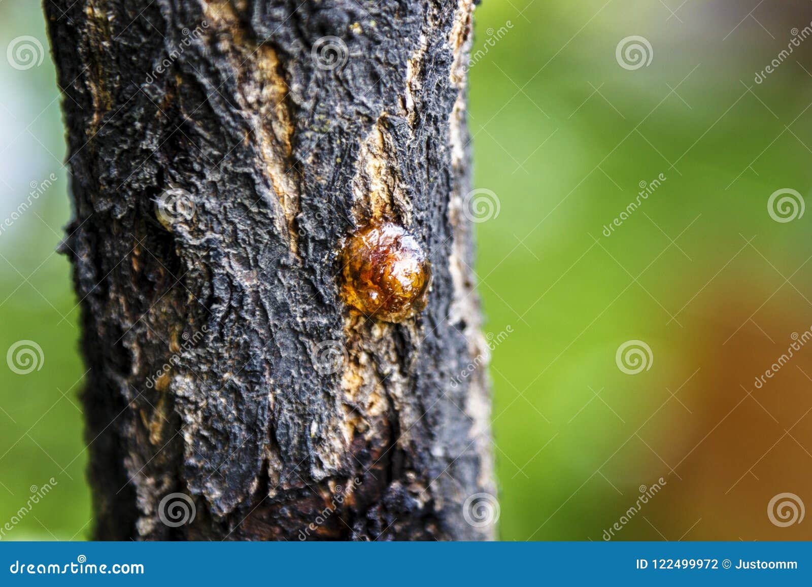 A Lump of Drying Resin on a Cherry Tree Stock Photo - Image of round ...
