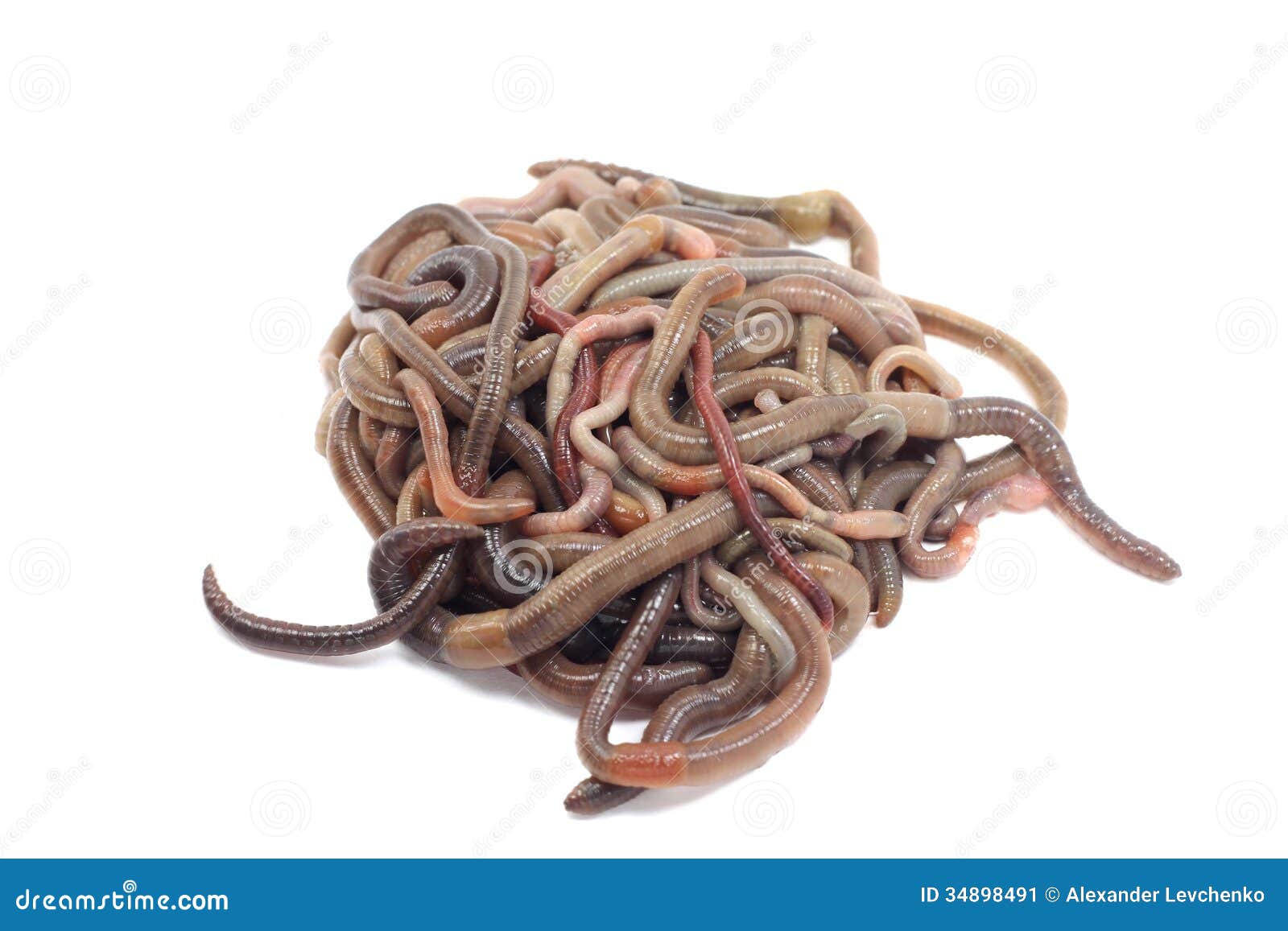 A lump of earthworms stock image. Image of proteus, slime - 34898491