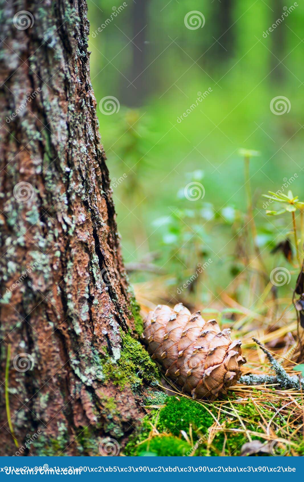 Lump of Siberian Cedar in the Forest Under Tree. Stock Image - Image of ...