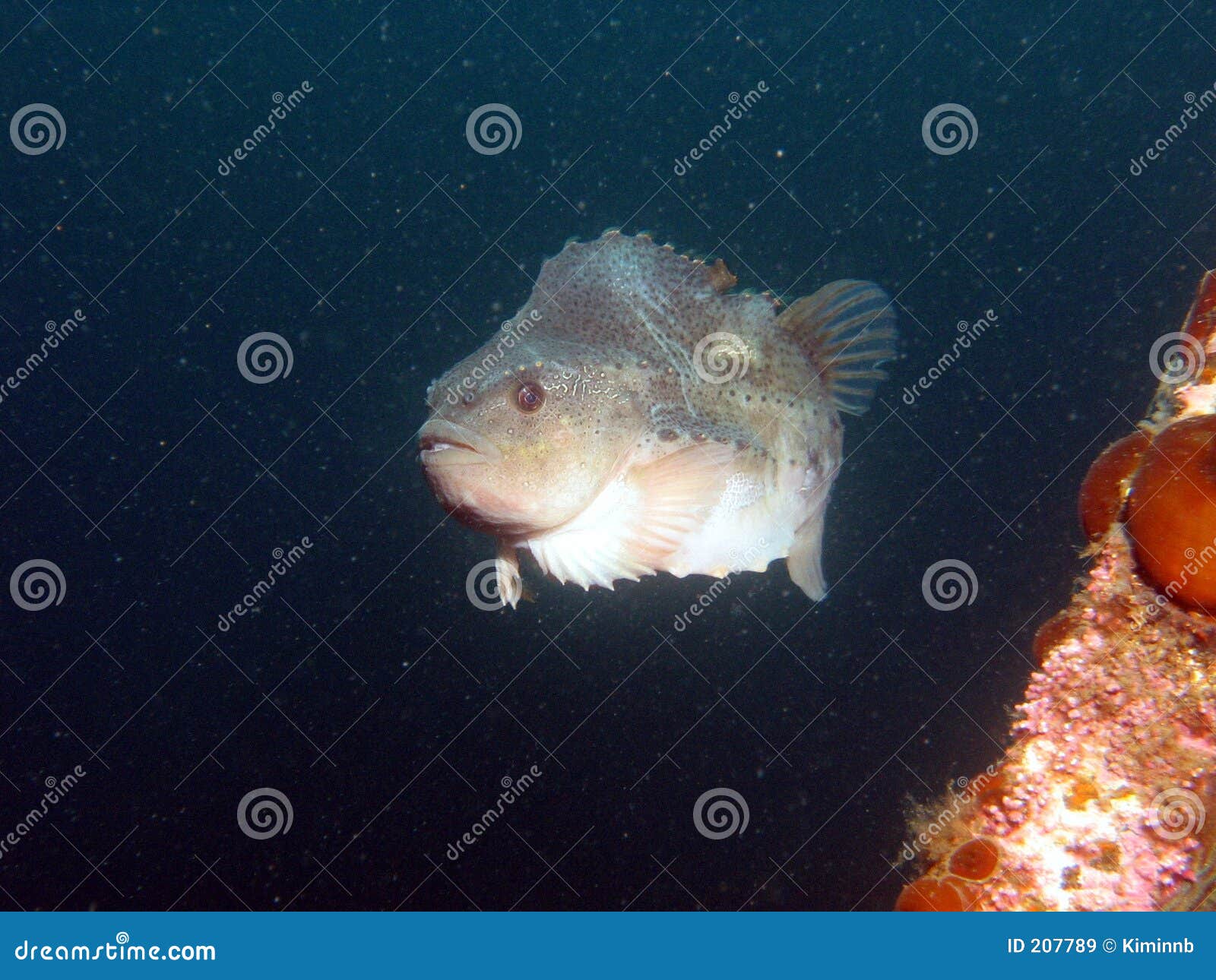 Lumpfish stock image. Image of canada, underwater, grey - 207789