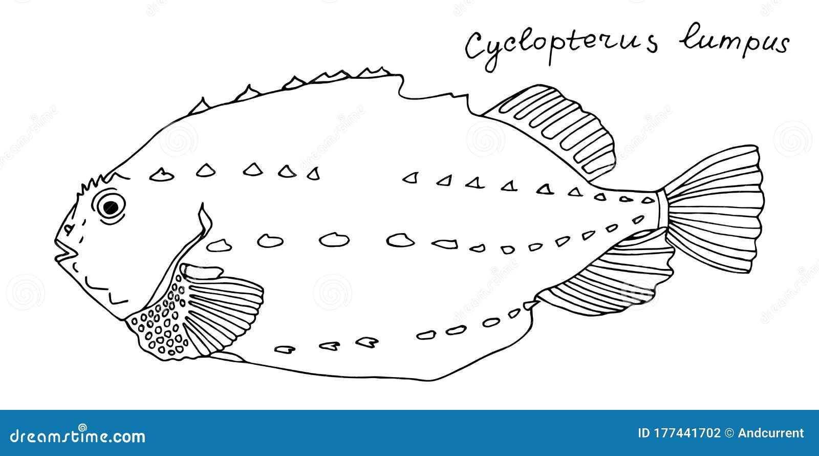 Lumpfish. Black Hand Drawn Realistic Outline Vector Image. Stock Vector ...