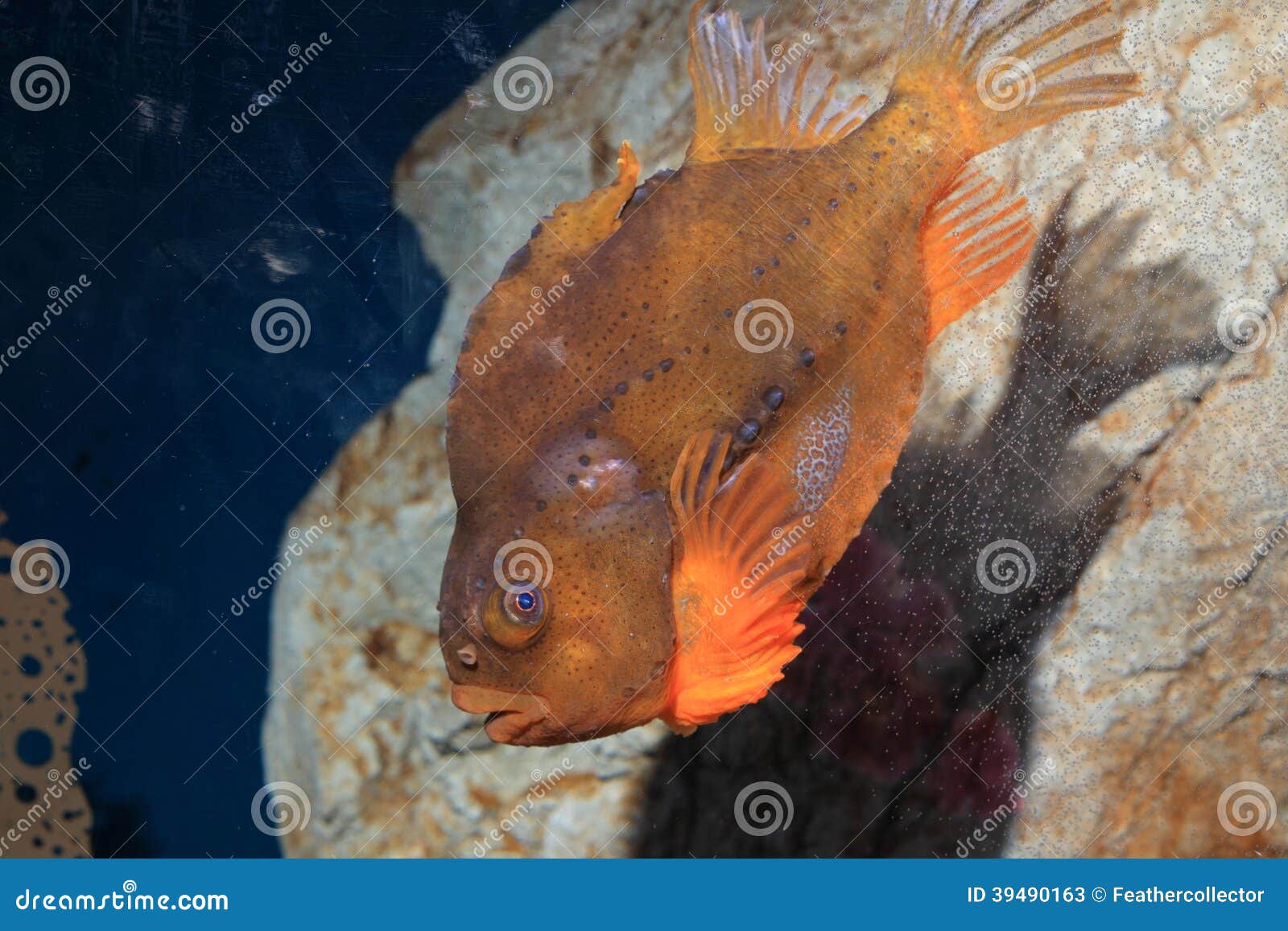 Lumpfish stock image. Image of aquarium, cold, widlife - 39490163