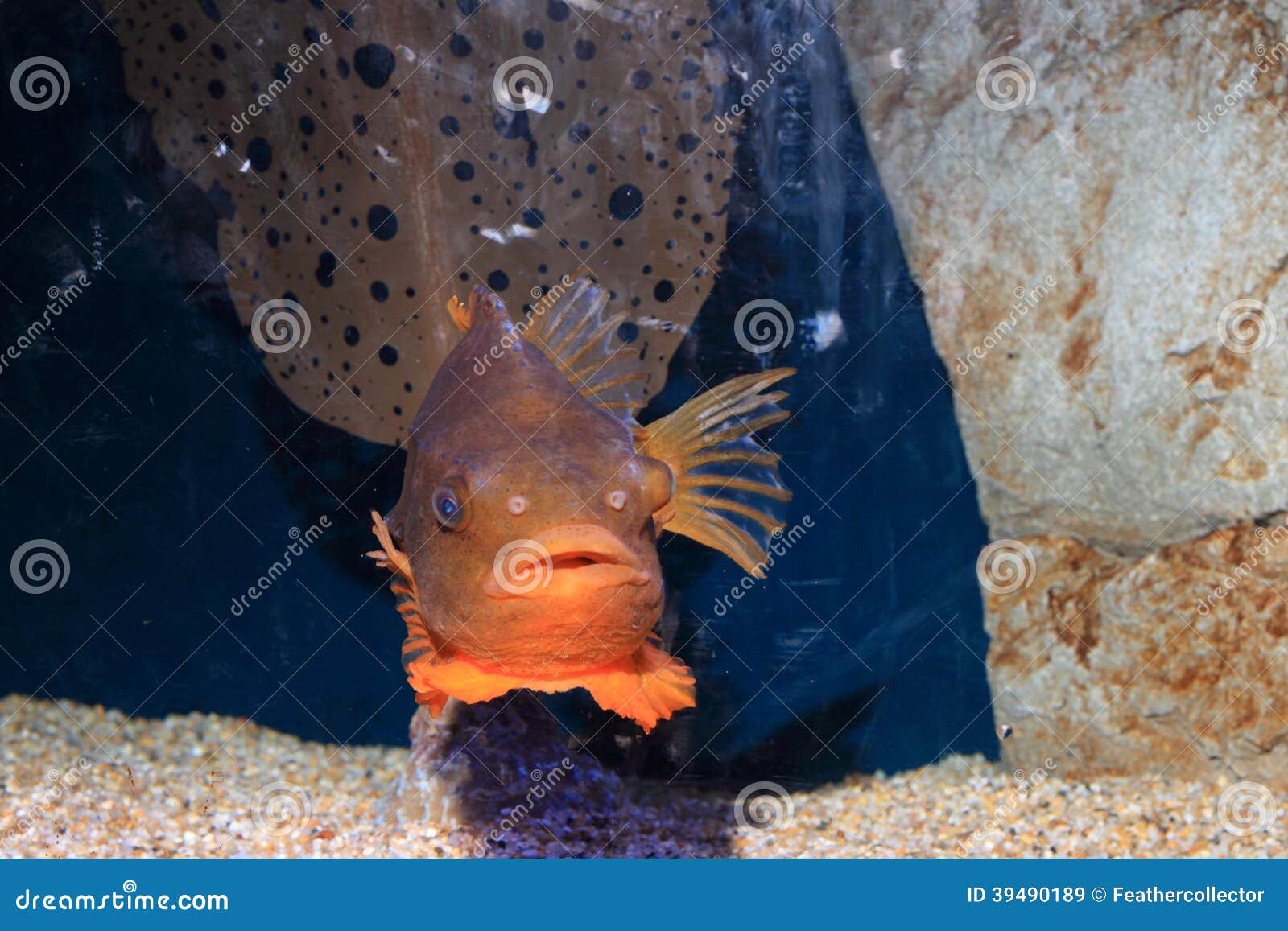 Lumpfish stock image. Image of aquarium, cyclopterus - 39490189