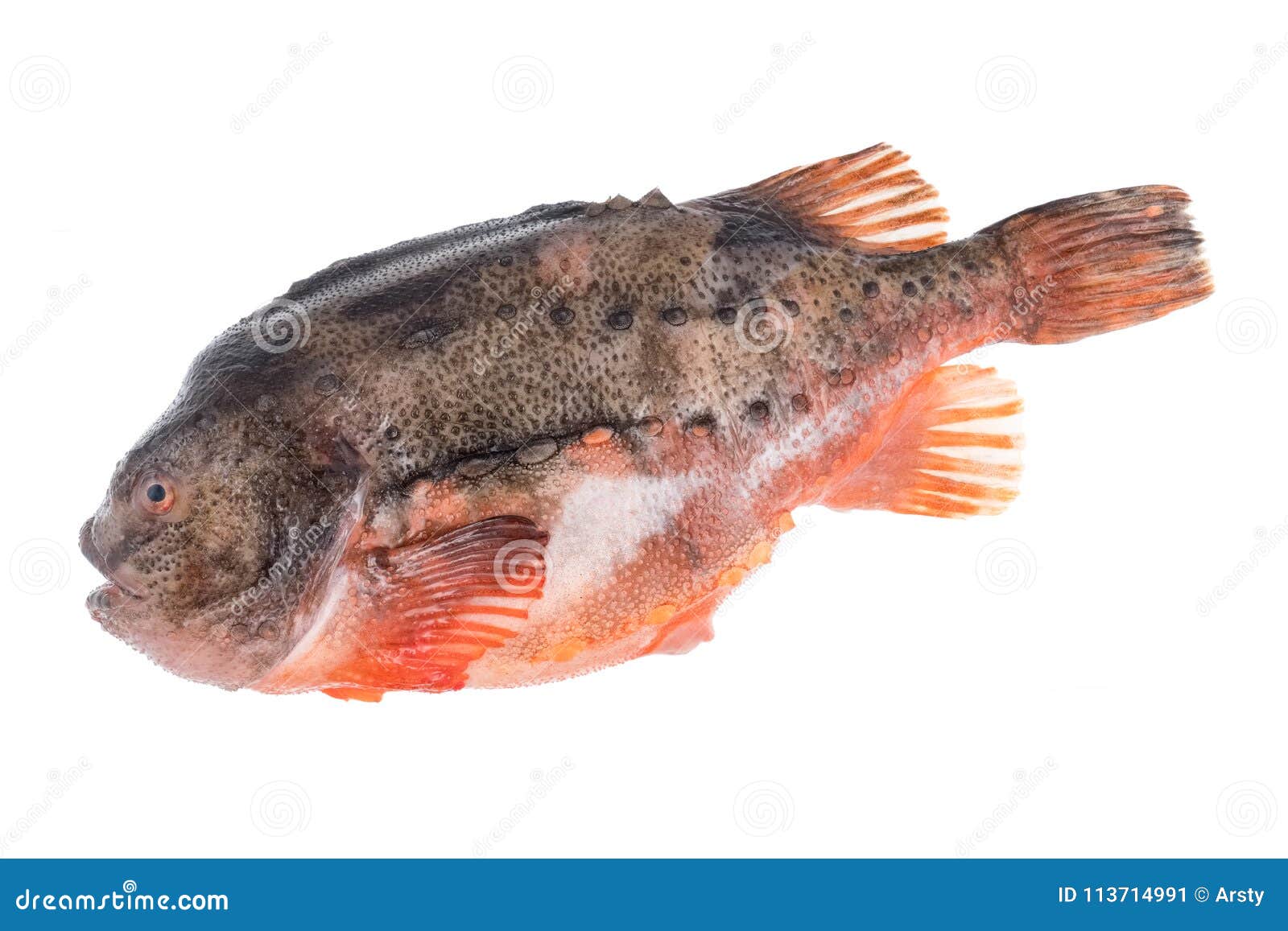 Lumpfish stock image. Image of wild, lump, seafood, cyclopterus - 113714991