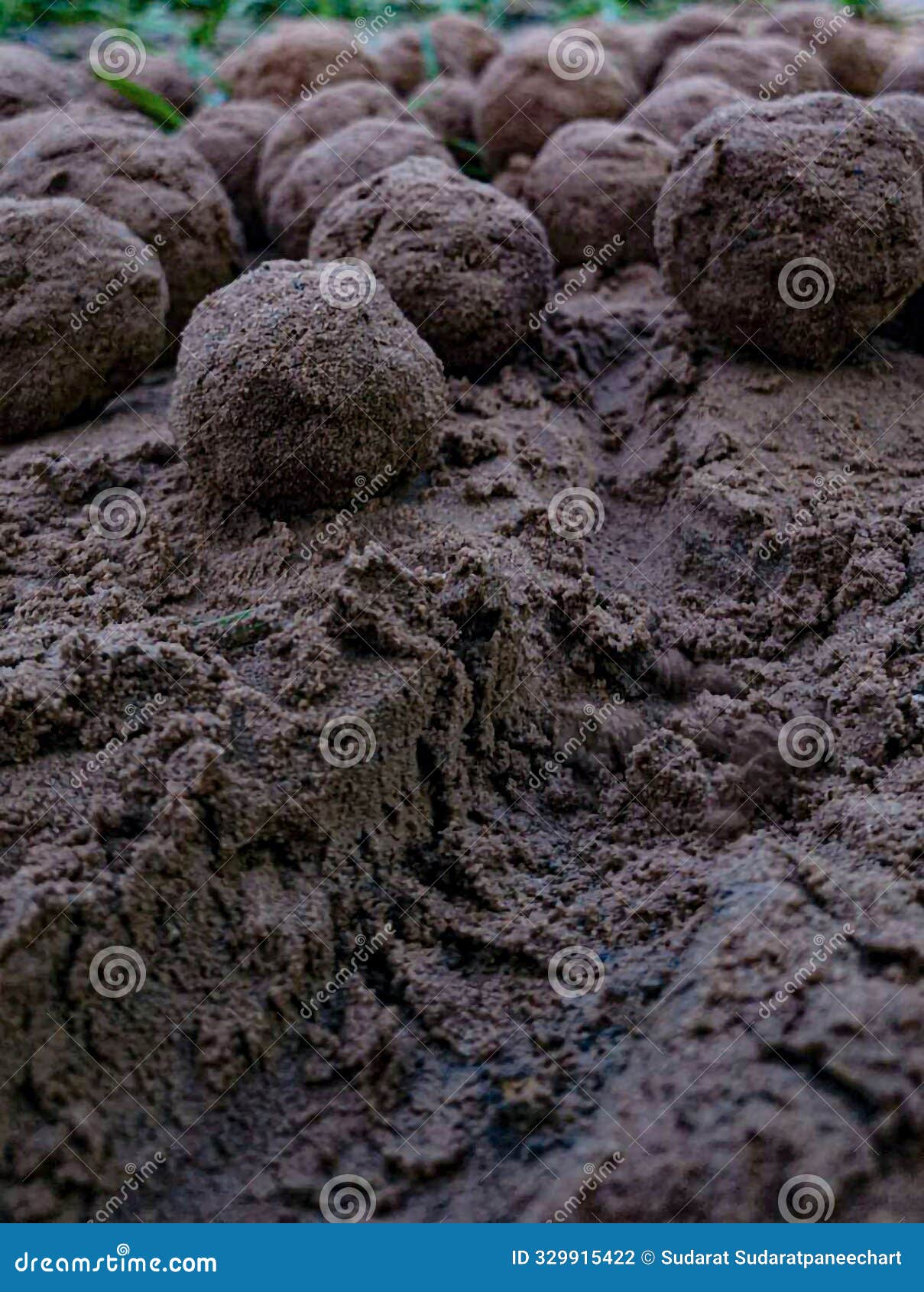 Lumps of Clay, Stones, Clay, Sand, Ground Stock Photo - Image of plant, tree: 329915422