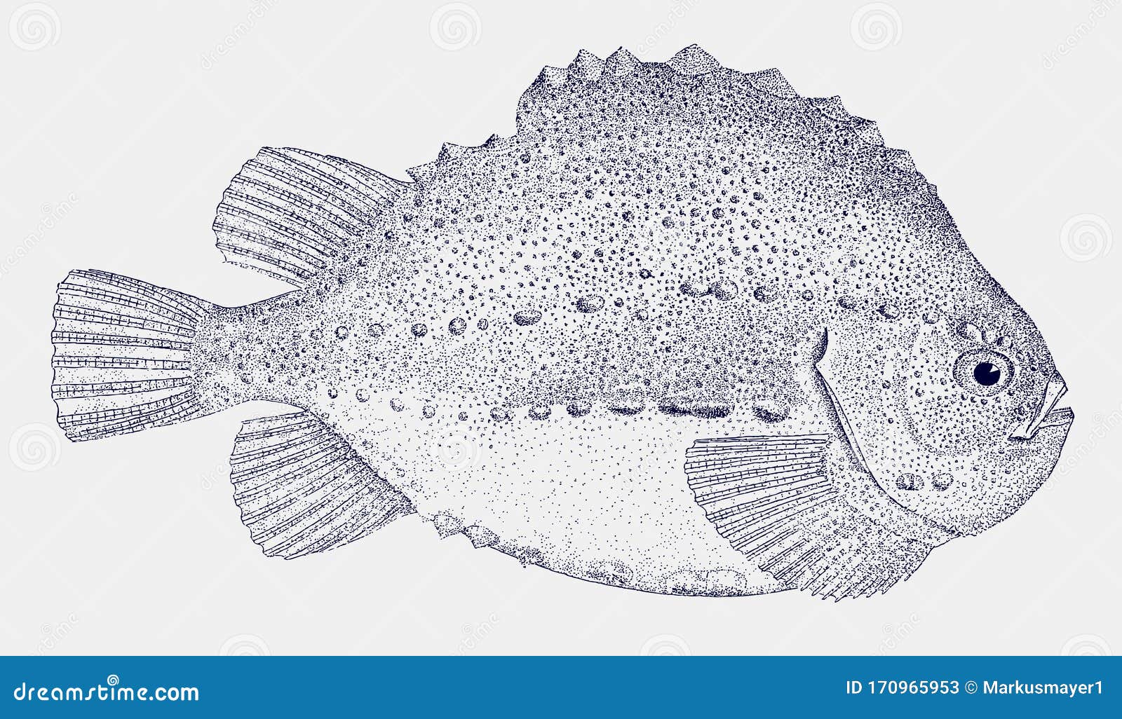Lumpsucker or Lumpfish in Side View Stock Vector - Illustration of ...