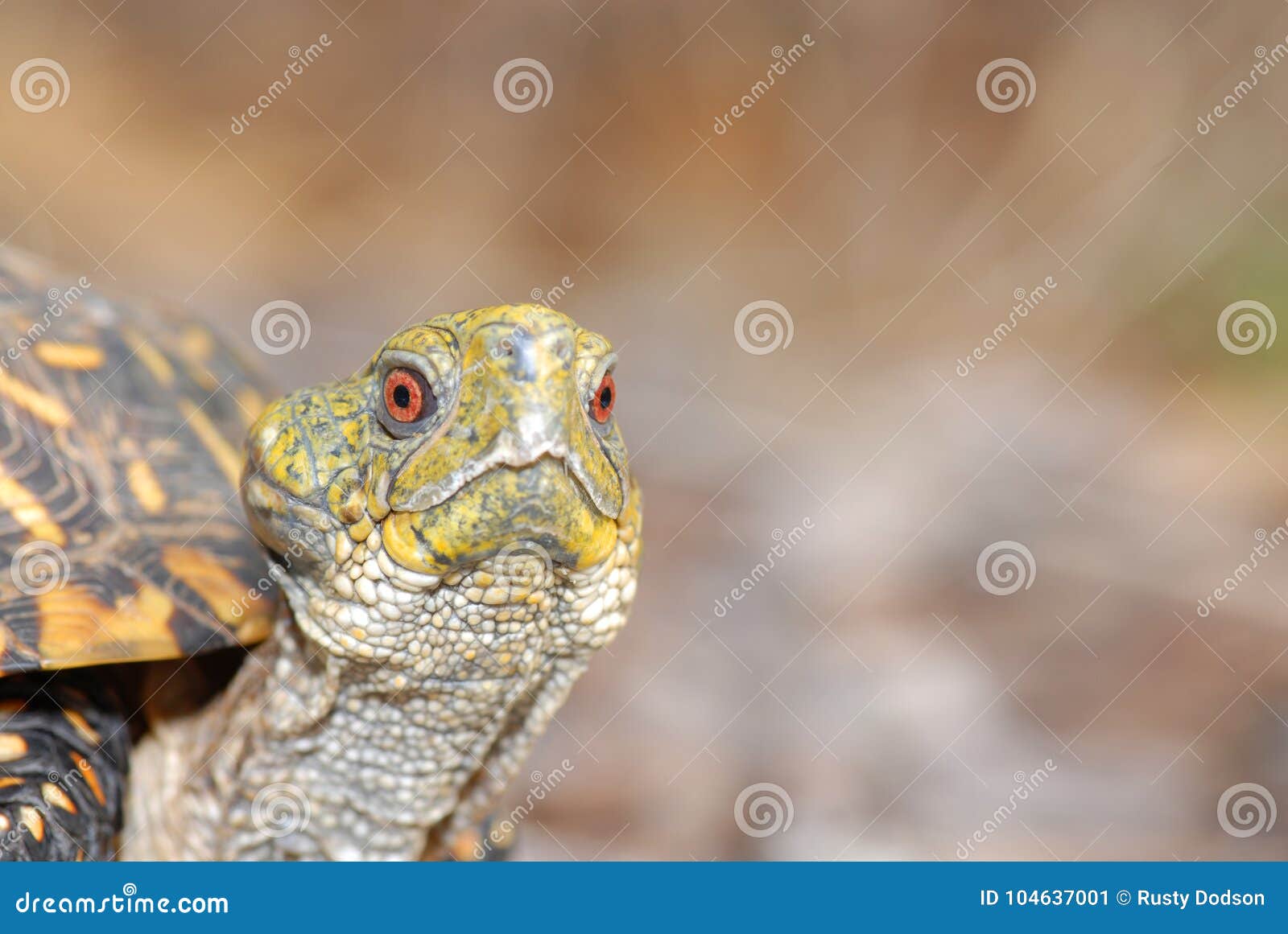 Lumpy, the Box Turtle. stock image. Image of herpetology - 104637001