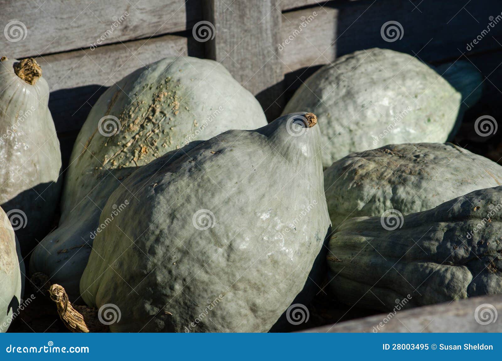 Lumpy gourds stock image. Image of lumpy, farm, vegetable - 28003495