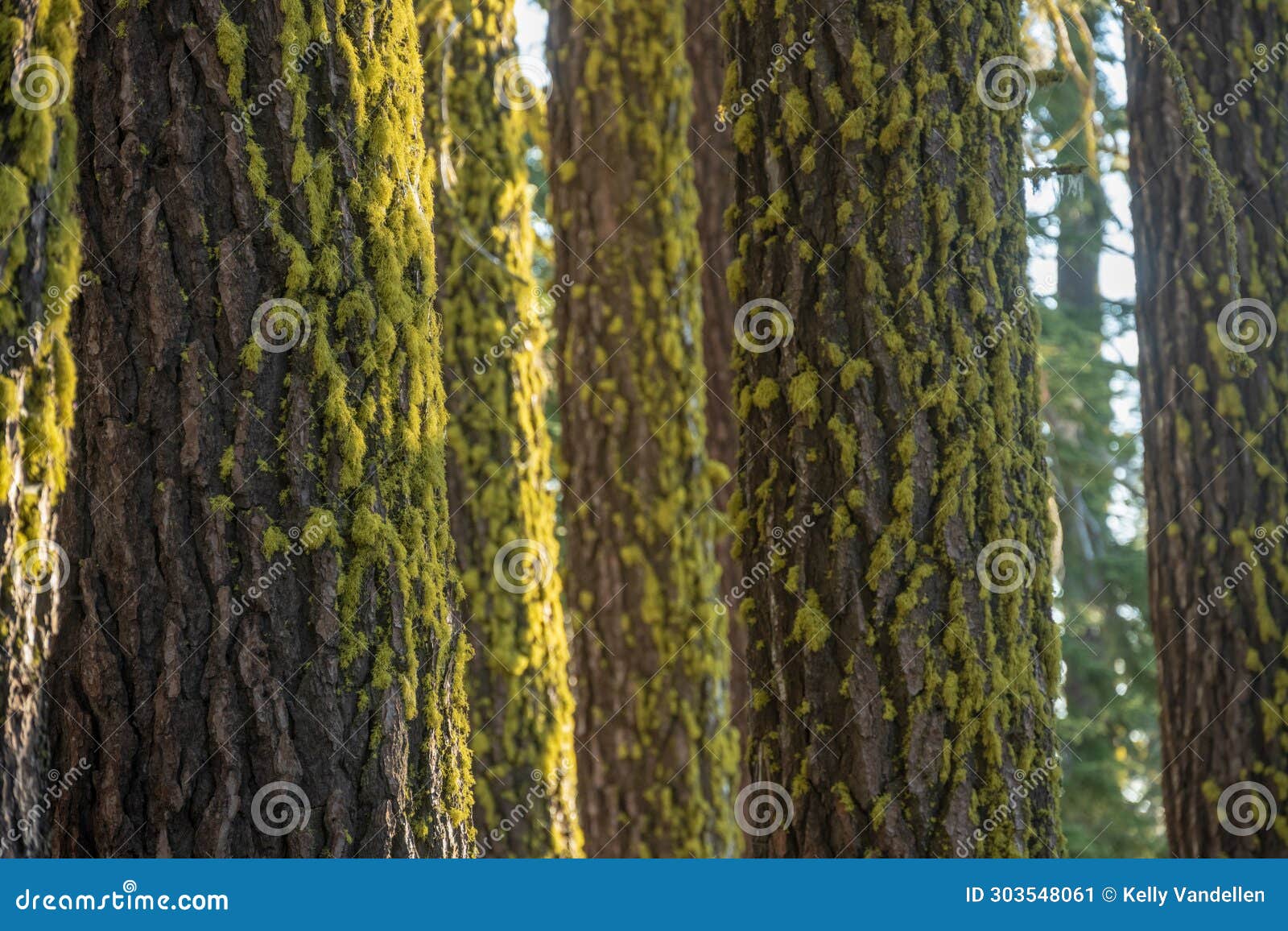 Lumpy Moss Covers Trees in Lassen Volcanic Forest Stock Image - Image ...