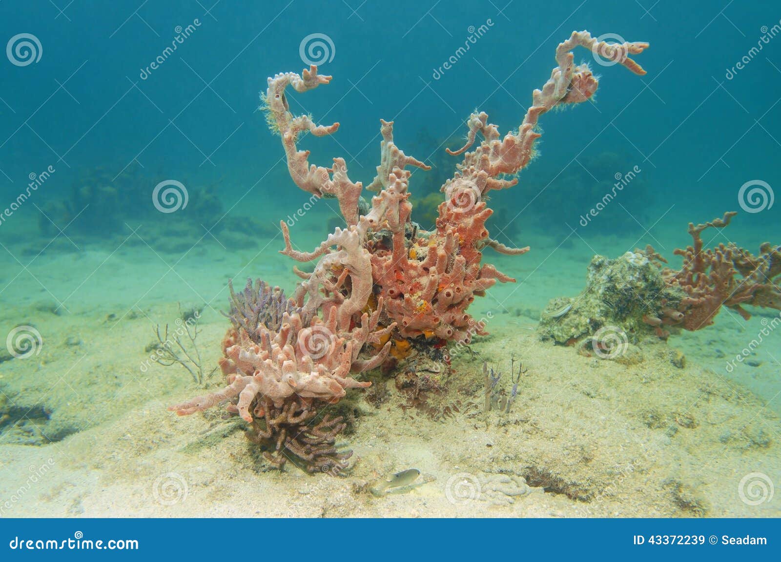 Lumpy Overgrowing Sponge in the Caribbean Sea Stock Image - Image of ...