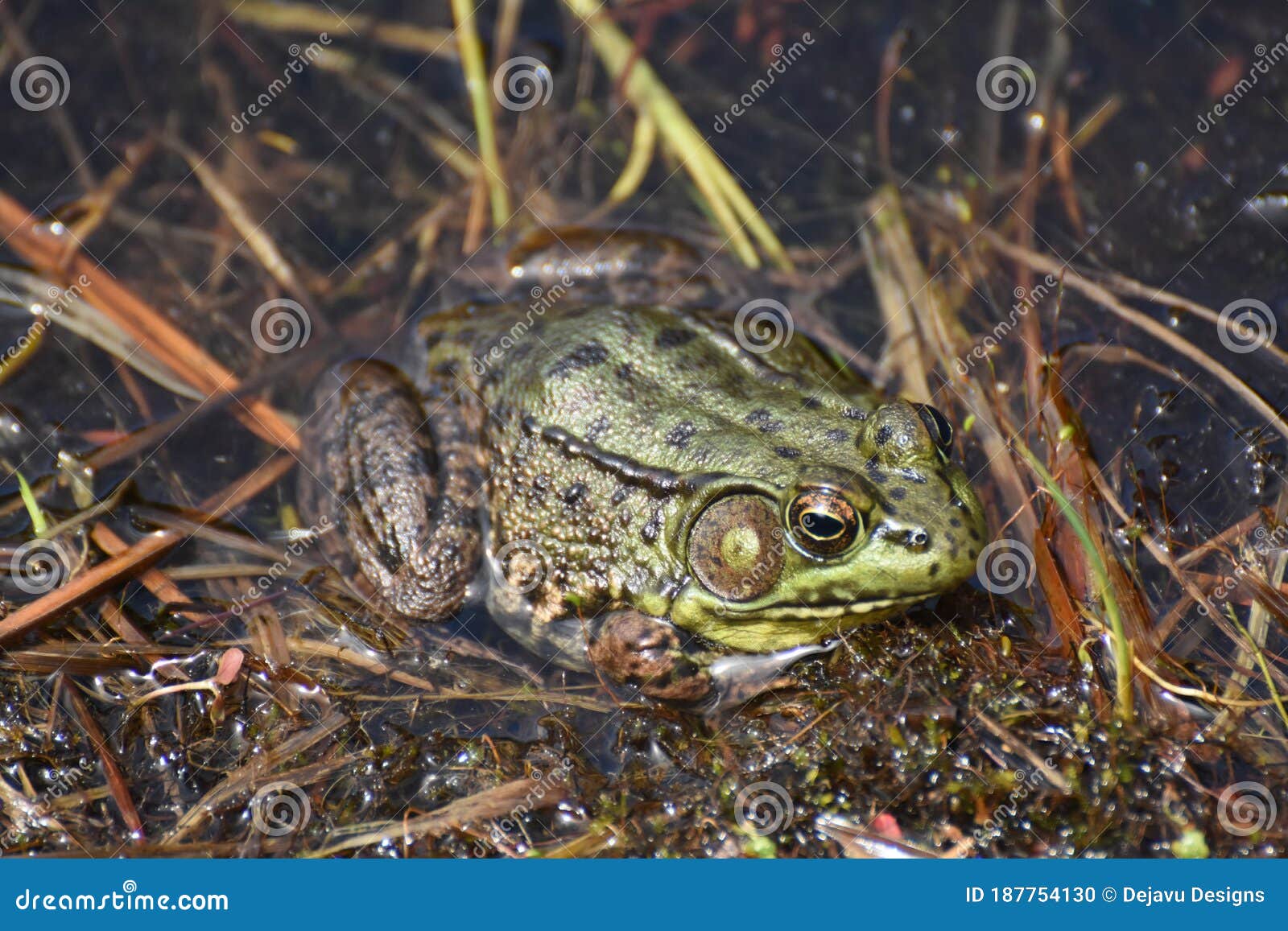 Lumpy Skin on the Back Legs of a Frog Stock Photo - Image of amphibian ...
