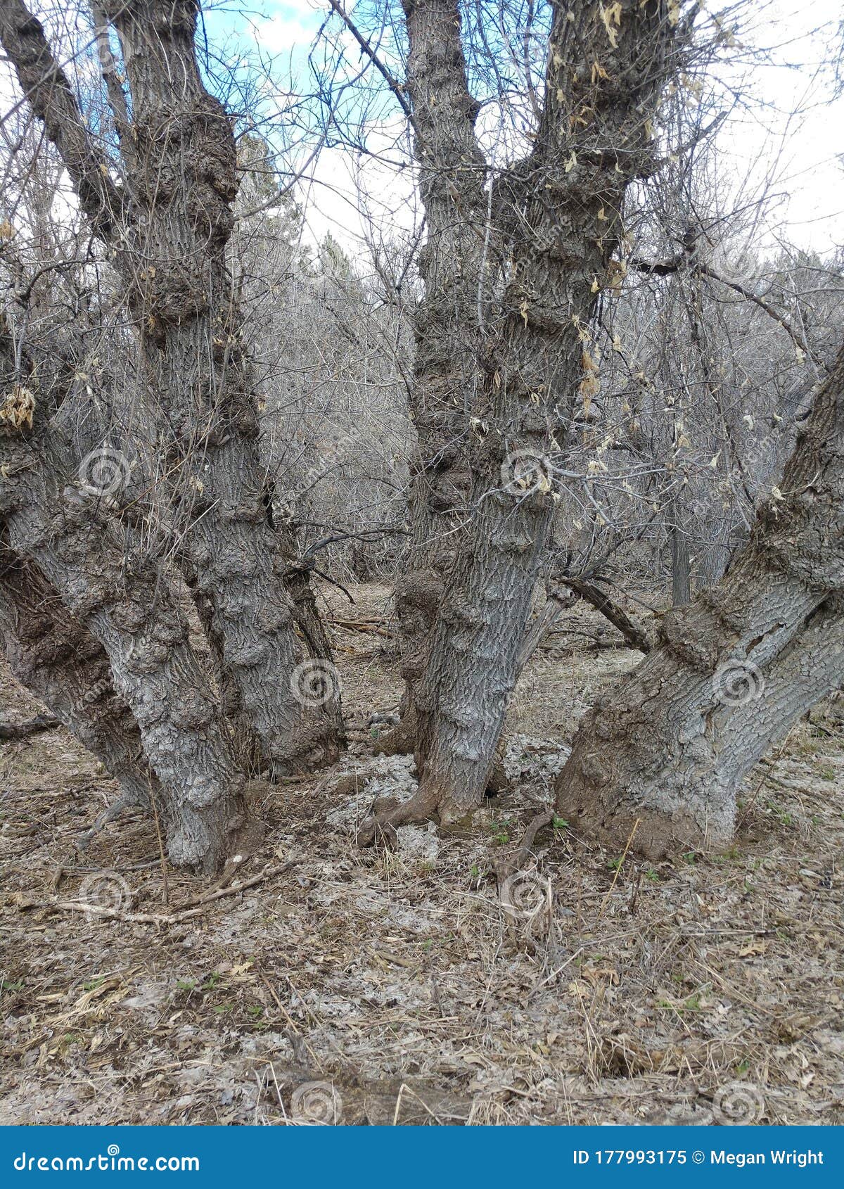 Lumpy tree stock image. Image of sturgis, woods, tree - 177993175