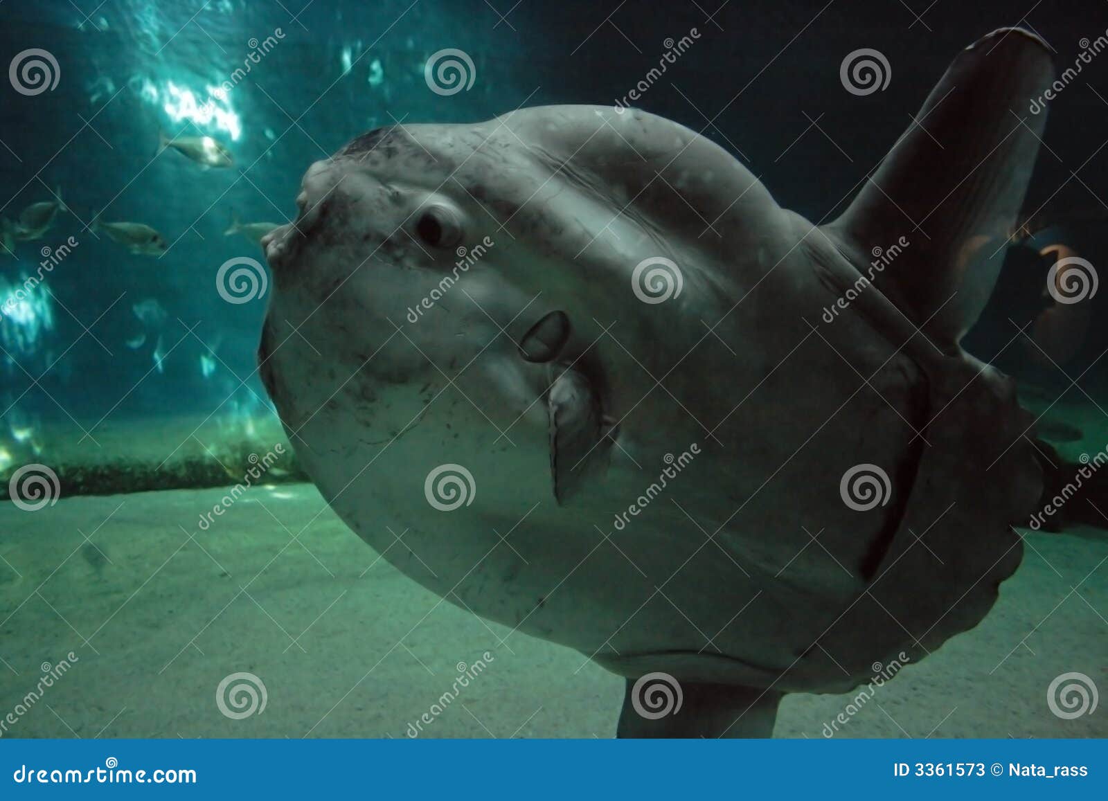 Luna-fish stock image. Image of underwater, mola, flat - 3361573