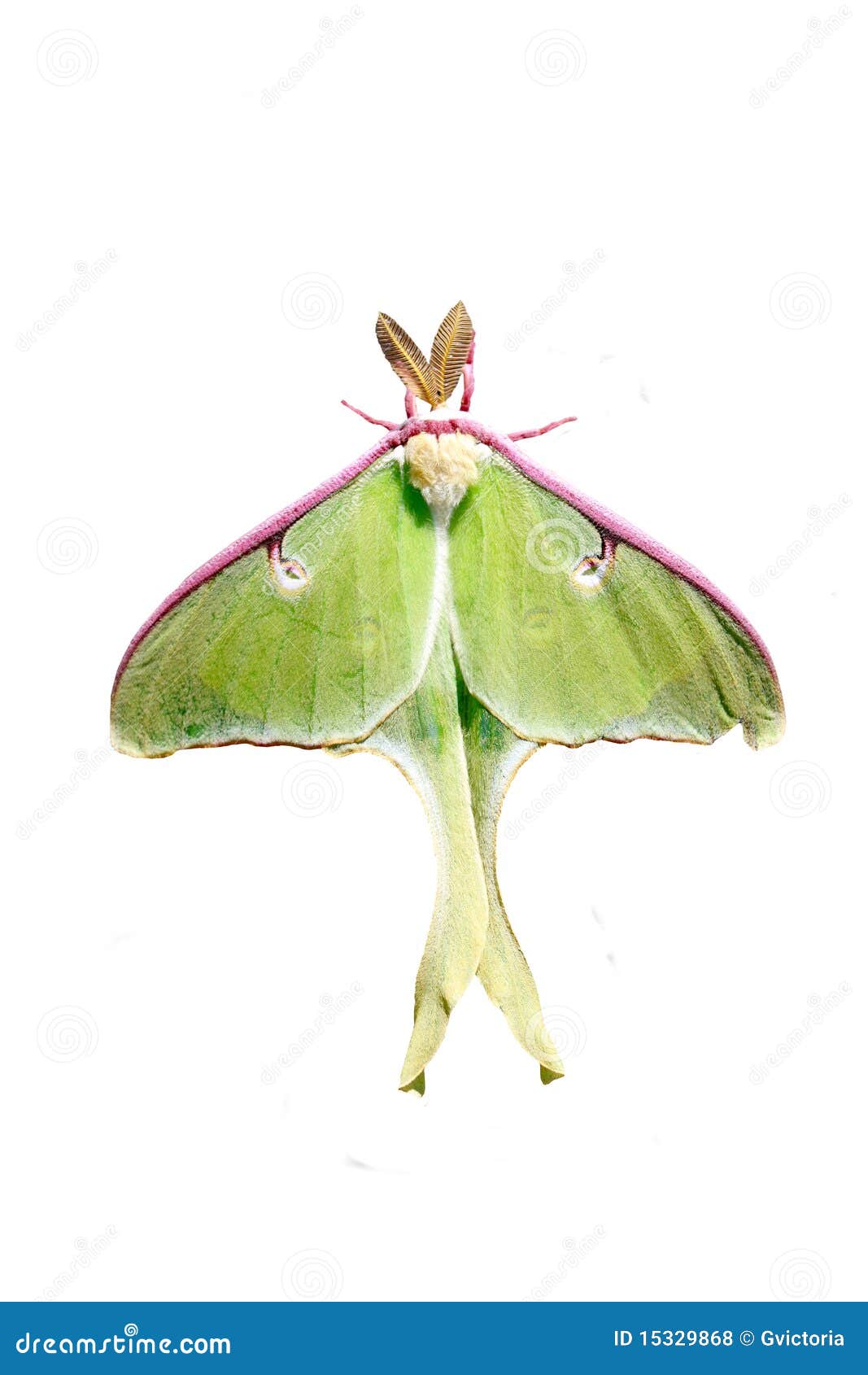 Luna moth stock photo. Image of moth, large, moths, luna - 15329868