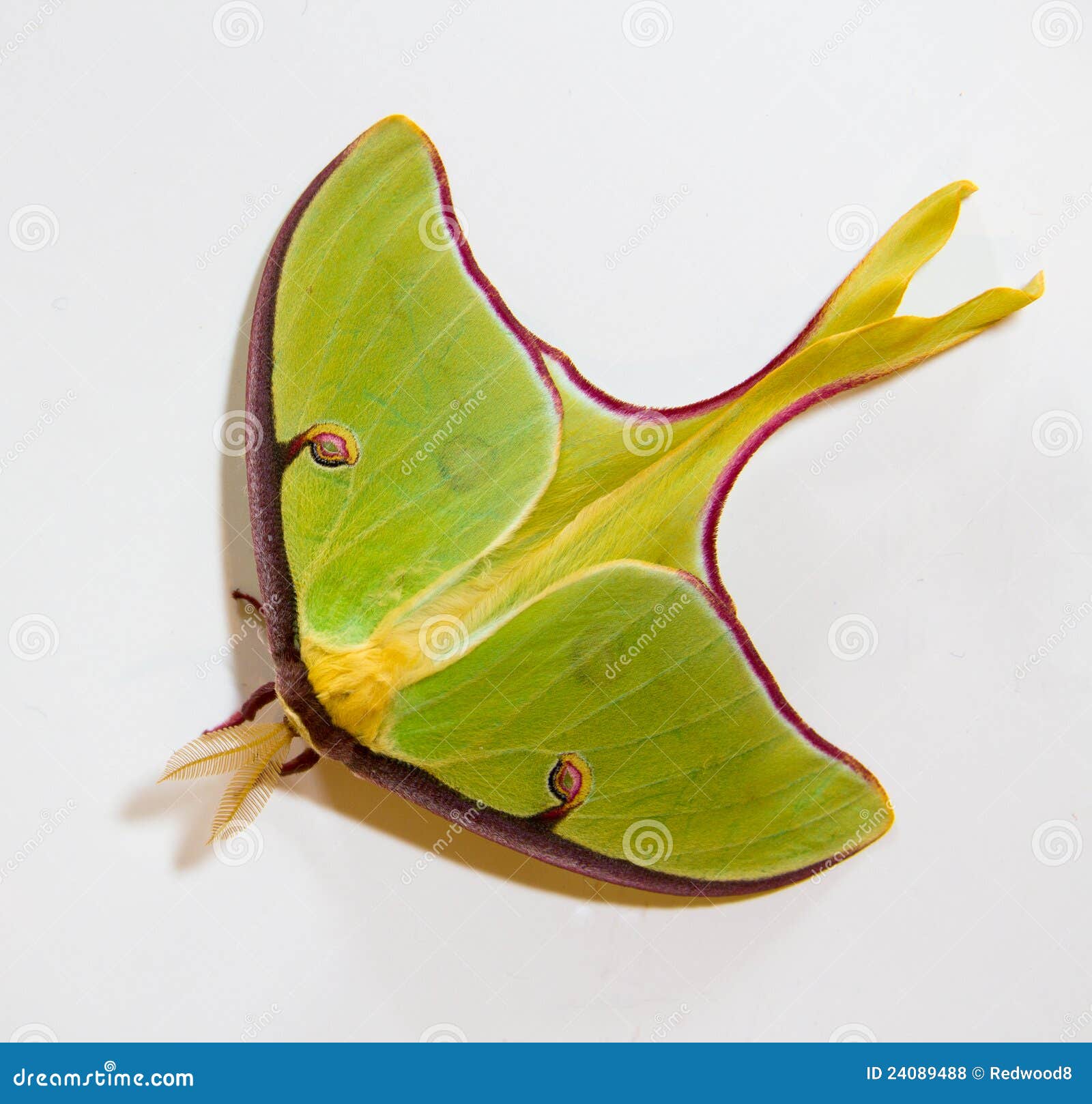 Dal Moth Royalty-Free Stock Image | CartoonDealer.com #203364394