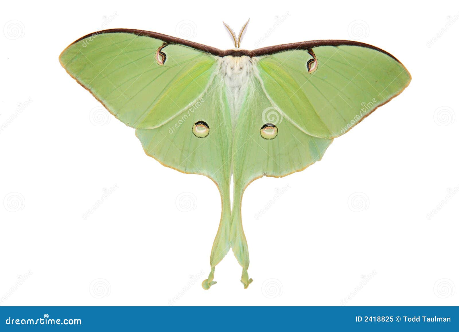 Luna Moth (Actias luna) stock image. Image of decidious - 2418825