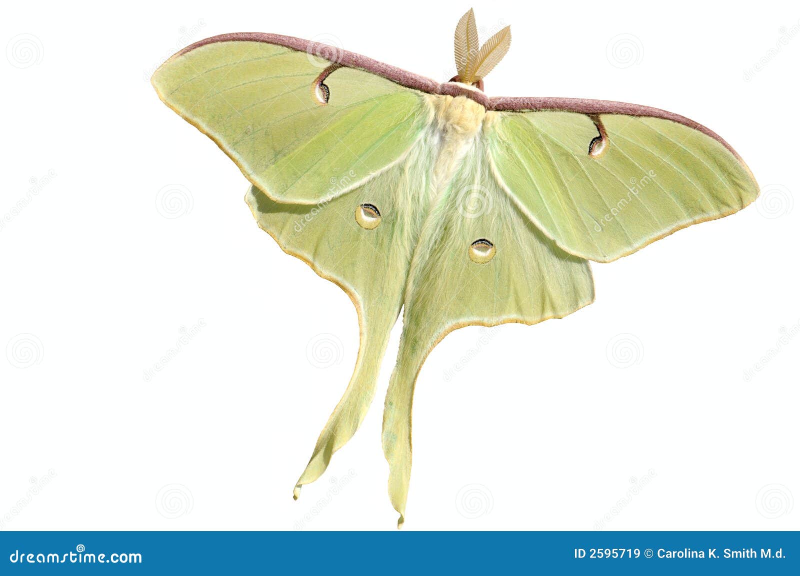 236 Camera Moth Stock Photos - Free & Royalty-Free Stock Photos from ...