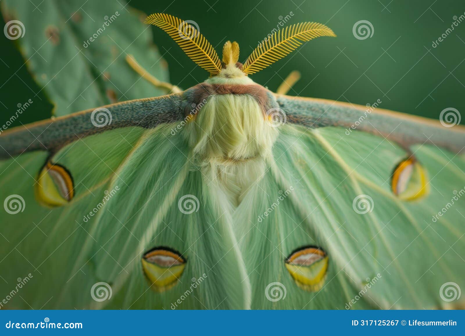 Luna Moth Displaying Its Stunning Green Wings Stock Image - Image of ...
