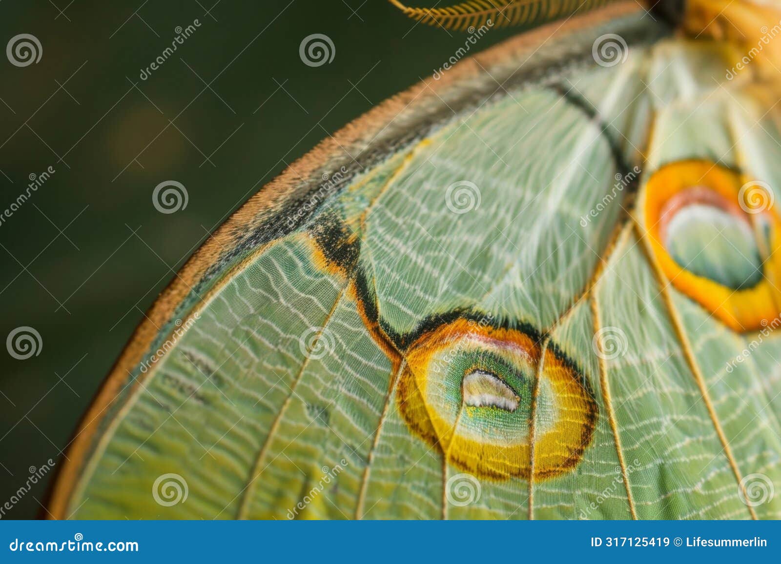 Luna Moth Displaying Its Stunning Green Wings Stock Image - Image of ...