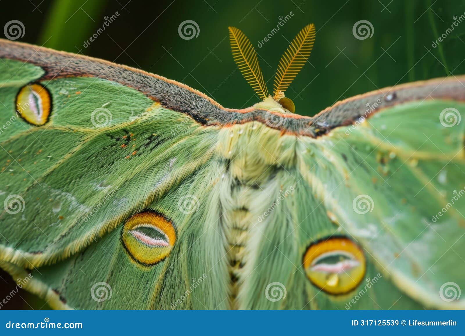 Luna Moth Displaying Its Stunning Green Wings Stock Image - Image of ...
