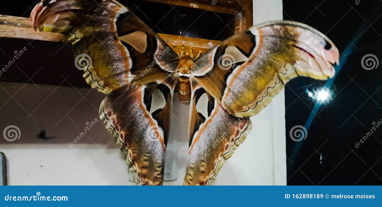 Two Huge Queen Bees. A Pair Of Large Wasps, On A Black Mirror ...